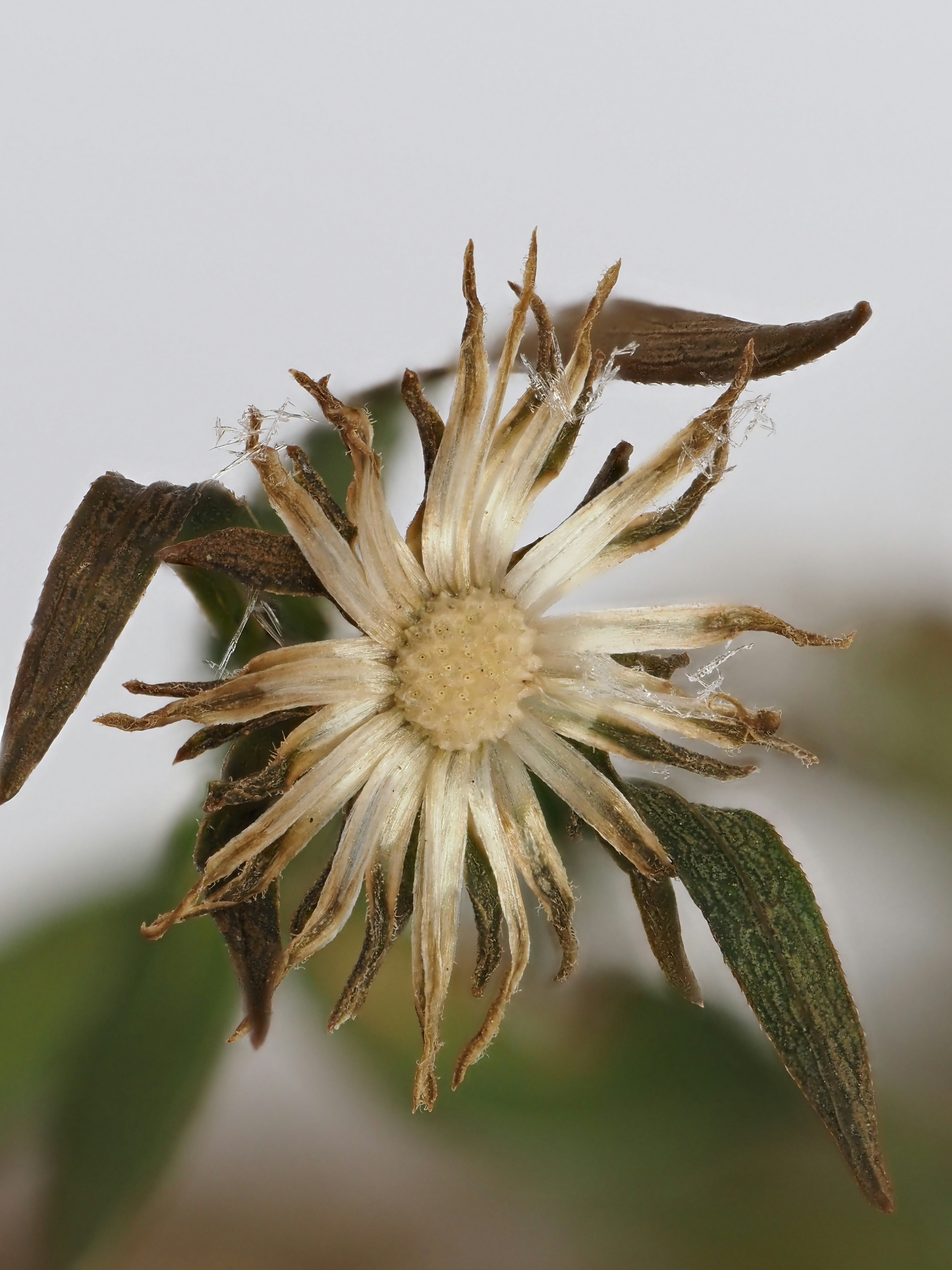 Starburst in Dry Bloom: Close-Up of a Dried Flower