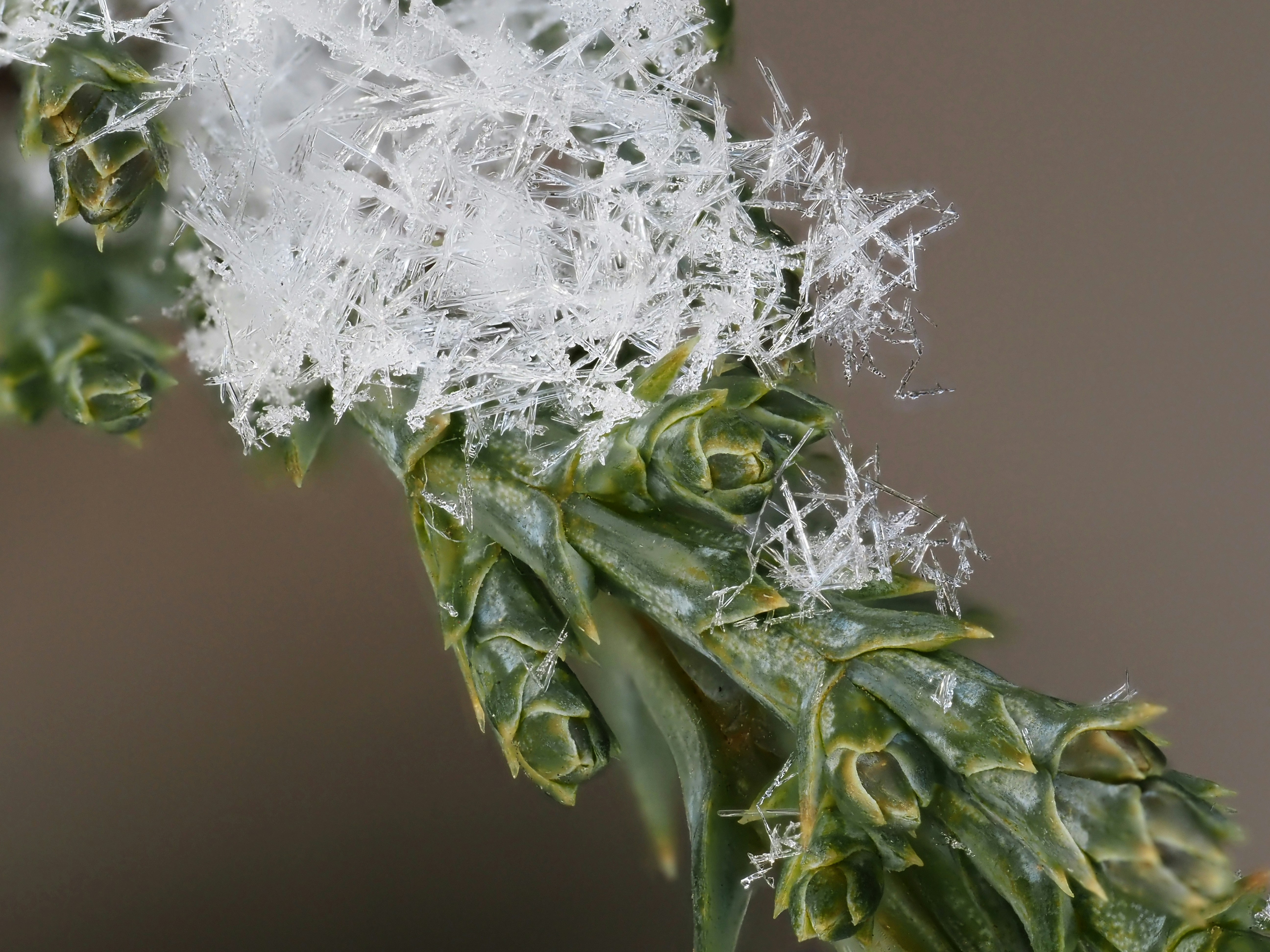 Ice Lace Crown on a Pine Bud in Winter's Quiet Macro