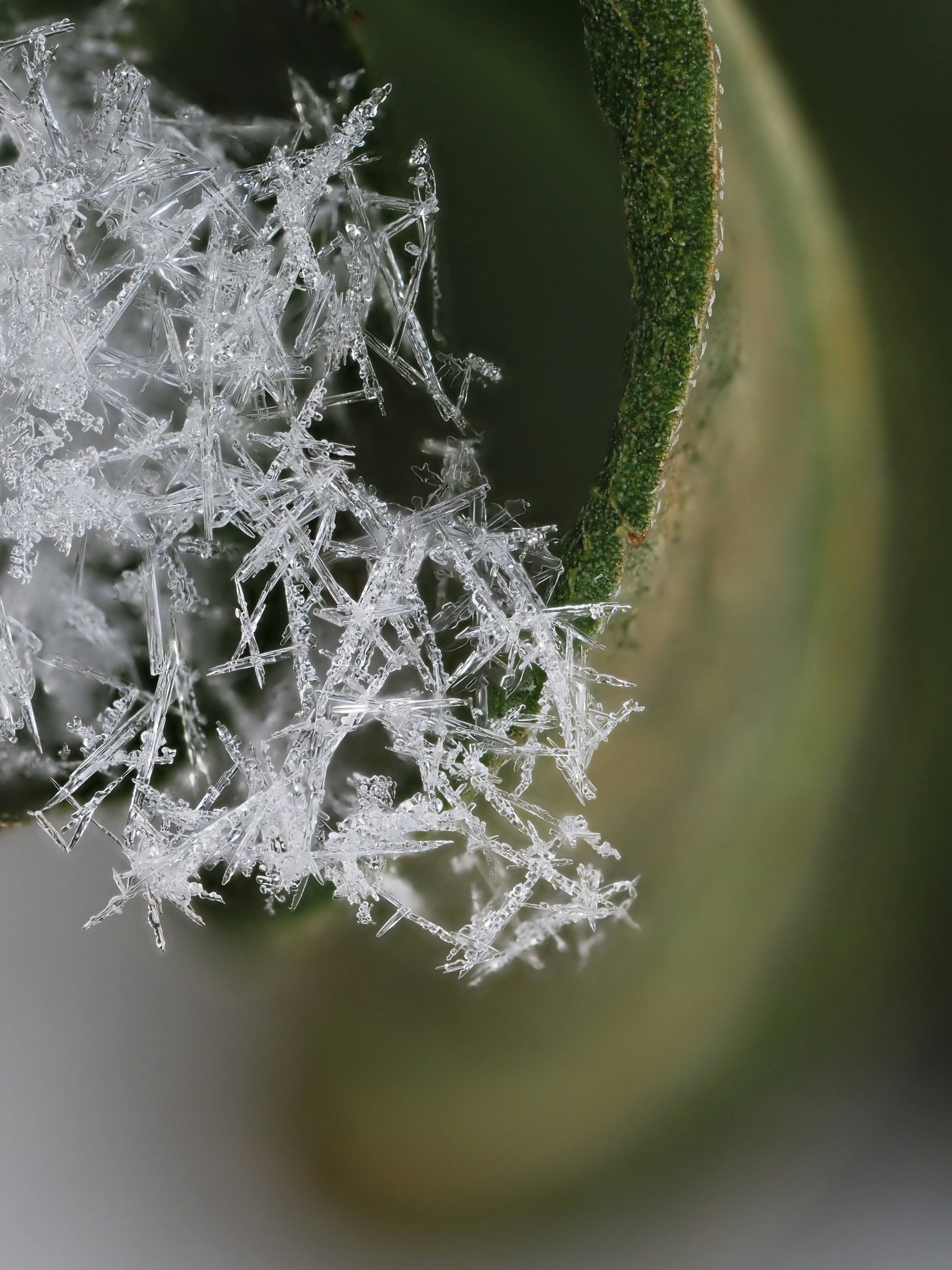 Crystal Lace Clings to a Frosted Green Curve