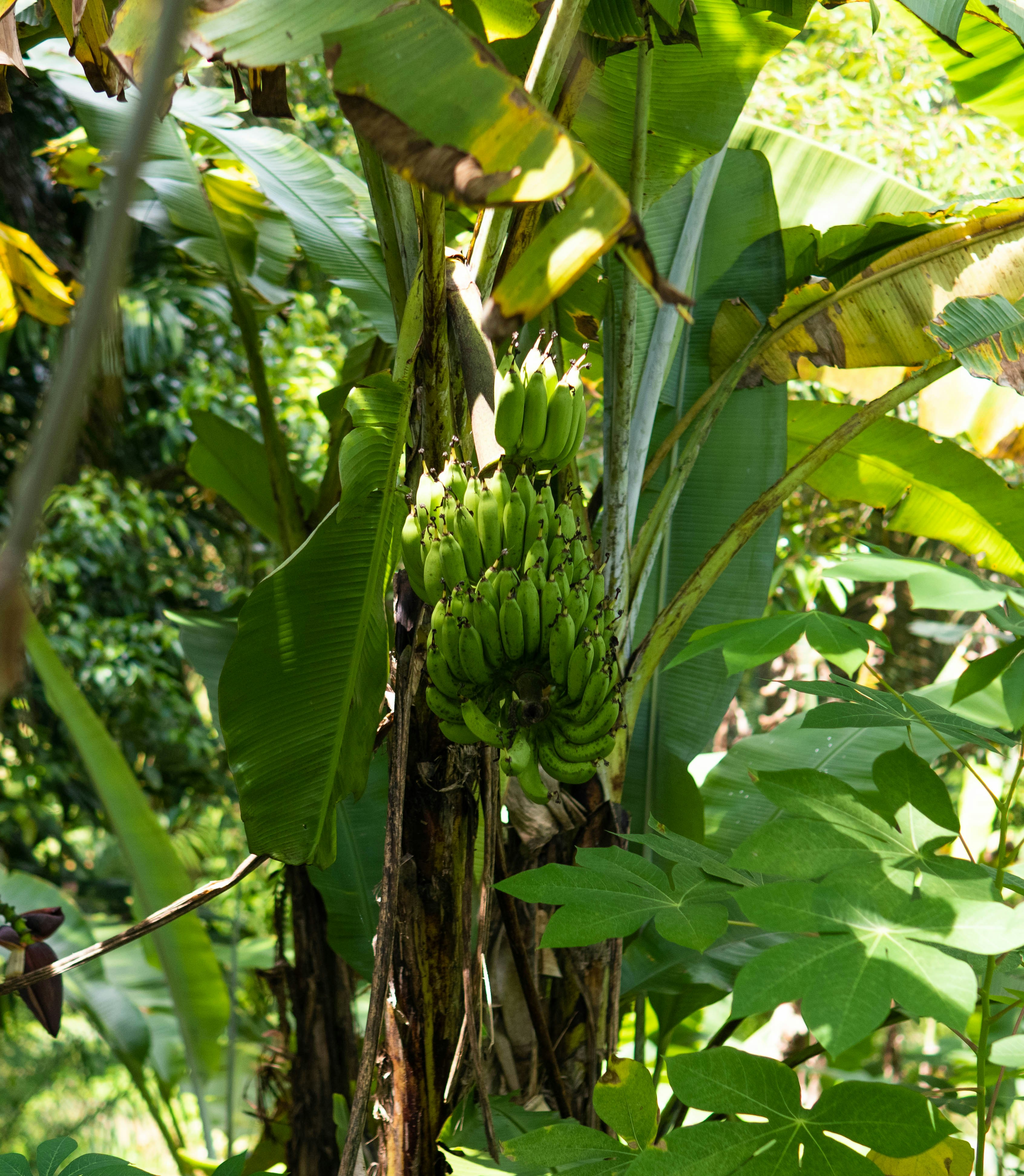 Banana cluster on a banana tree surrounded by large green leaves, highlighted by dappled sunlight in a dense tropical setting.