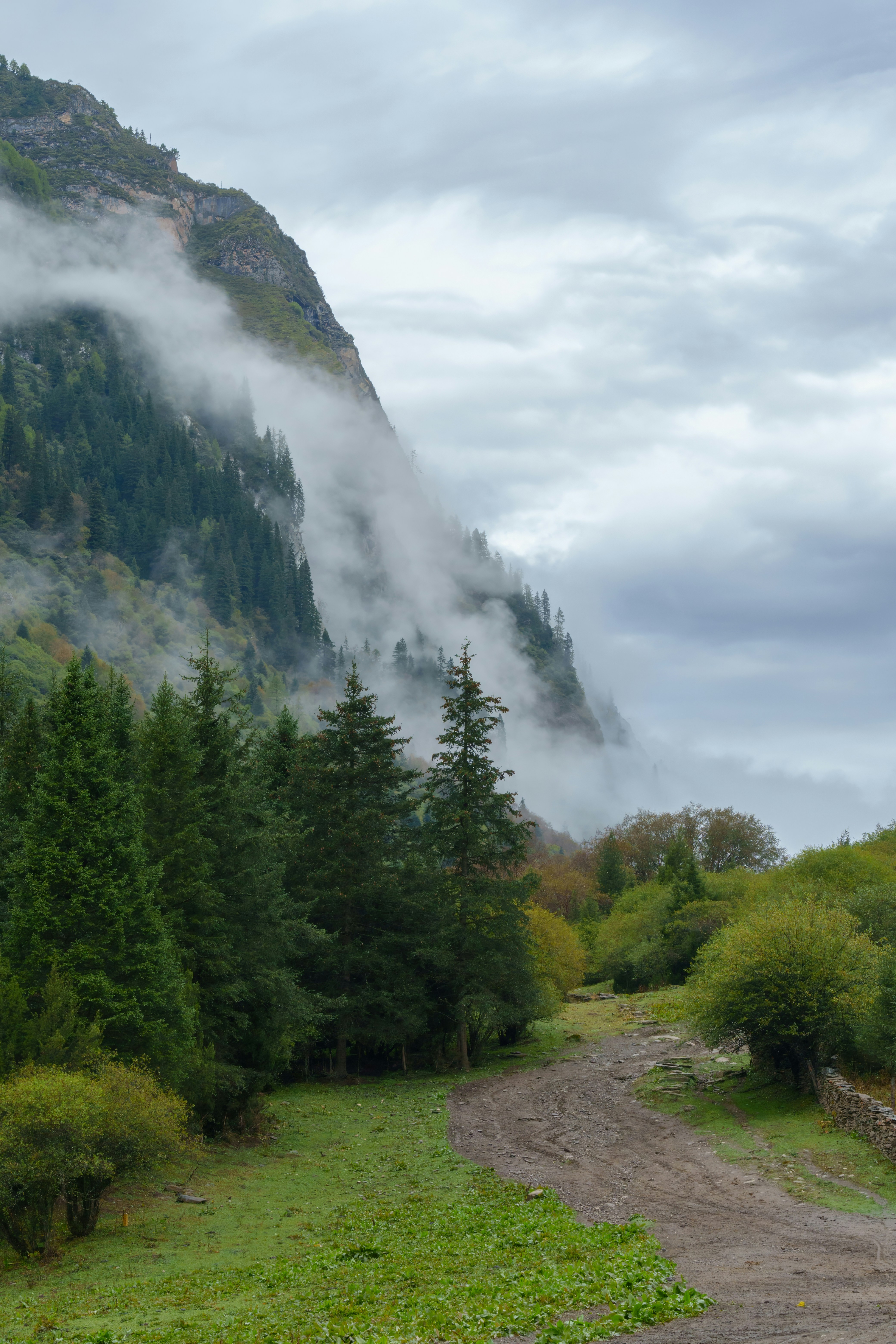 Misty ridge scene with a dense conifer forest and a winding dirt trail leading toward a fog-enshrouded cliff.