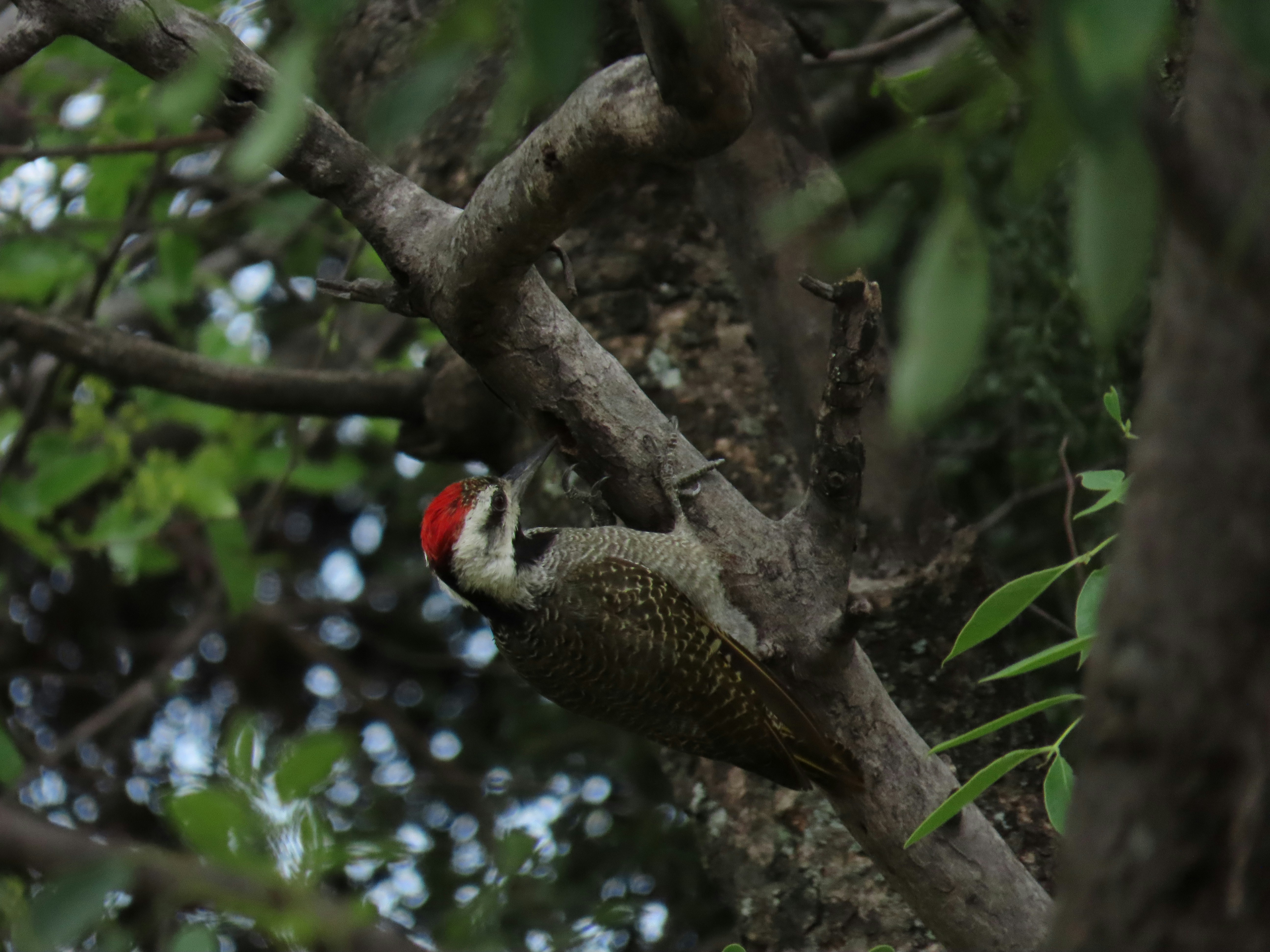 Photograph of a red-capped woodpecker clinging to a tree branch among green leaves, its speckled body contrasting with the dark trunk.