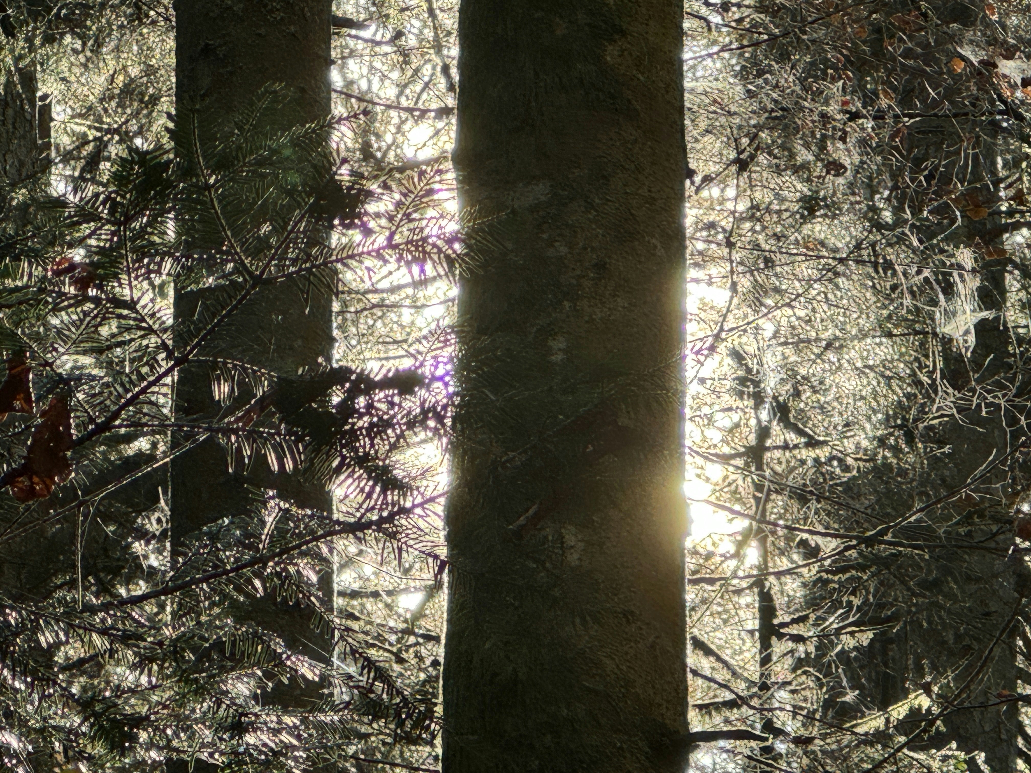 Backlit Sentinel: Sunlit Trunks Framing a Quiet Forest