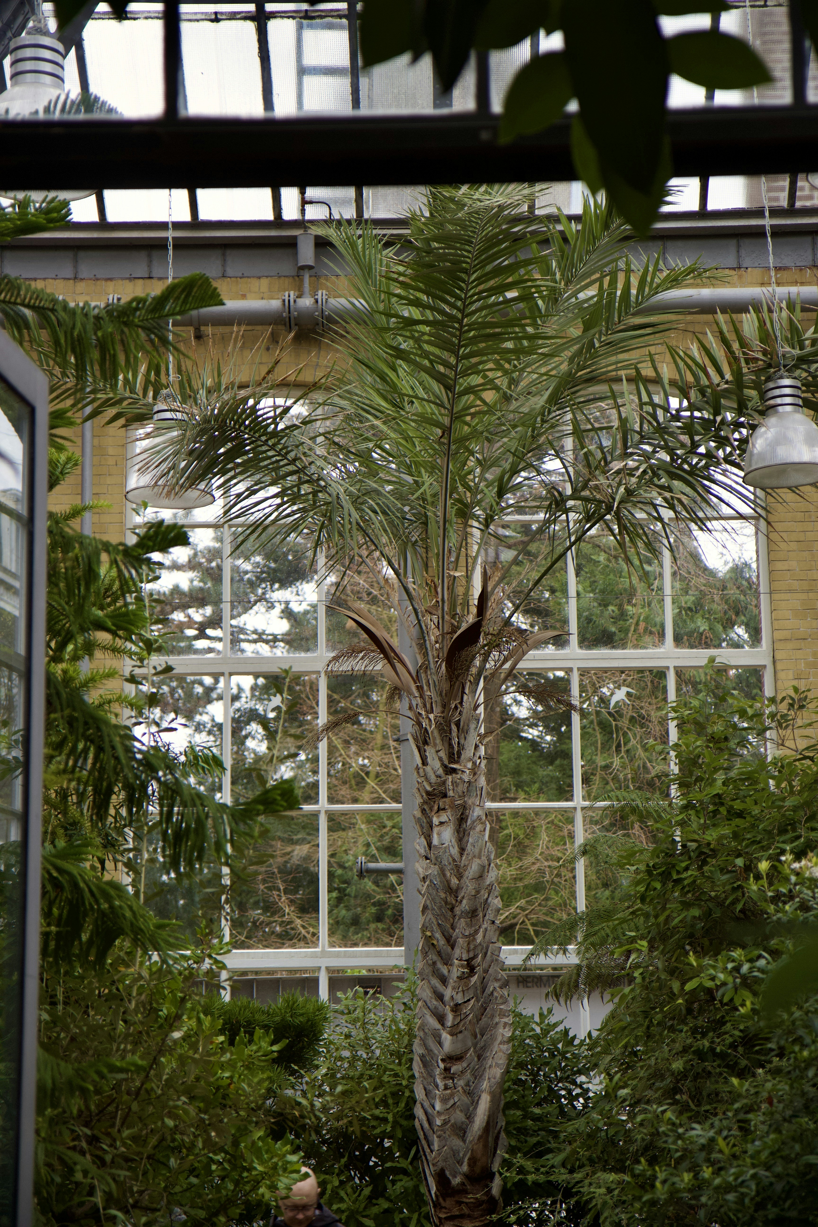 A palm tree in a pot in front of a window photo – Free Hortus botanicus ...