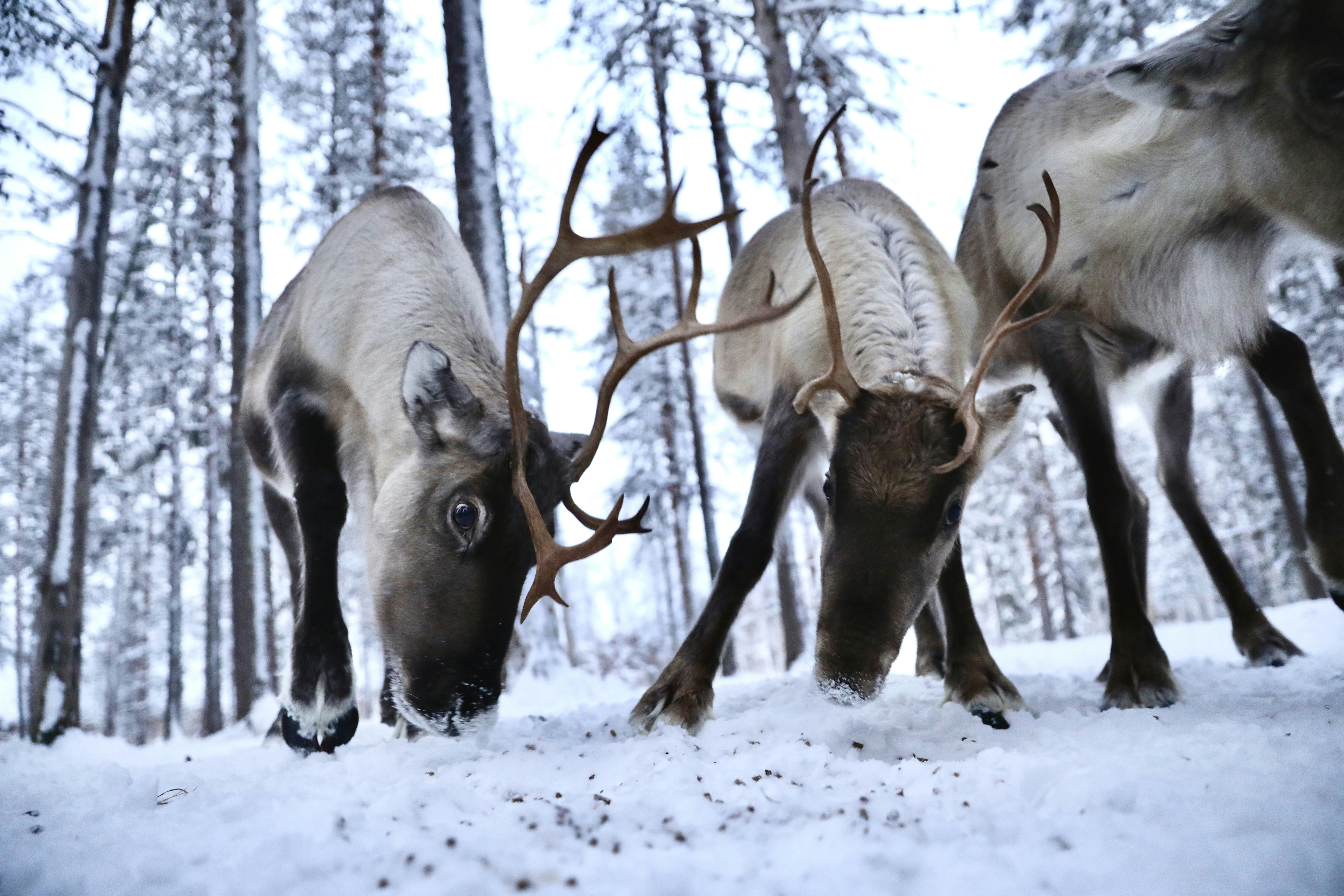 A couple of reindeers that are standing in the snow photo – Free Animal ...