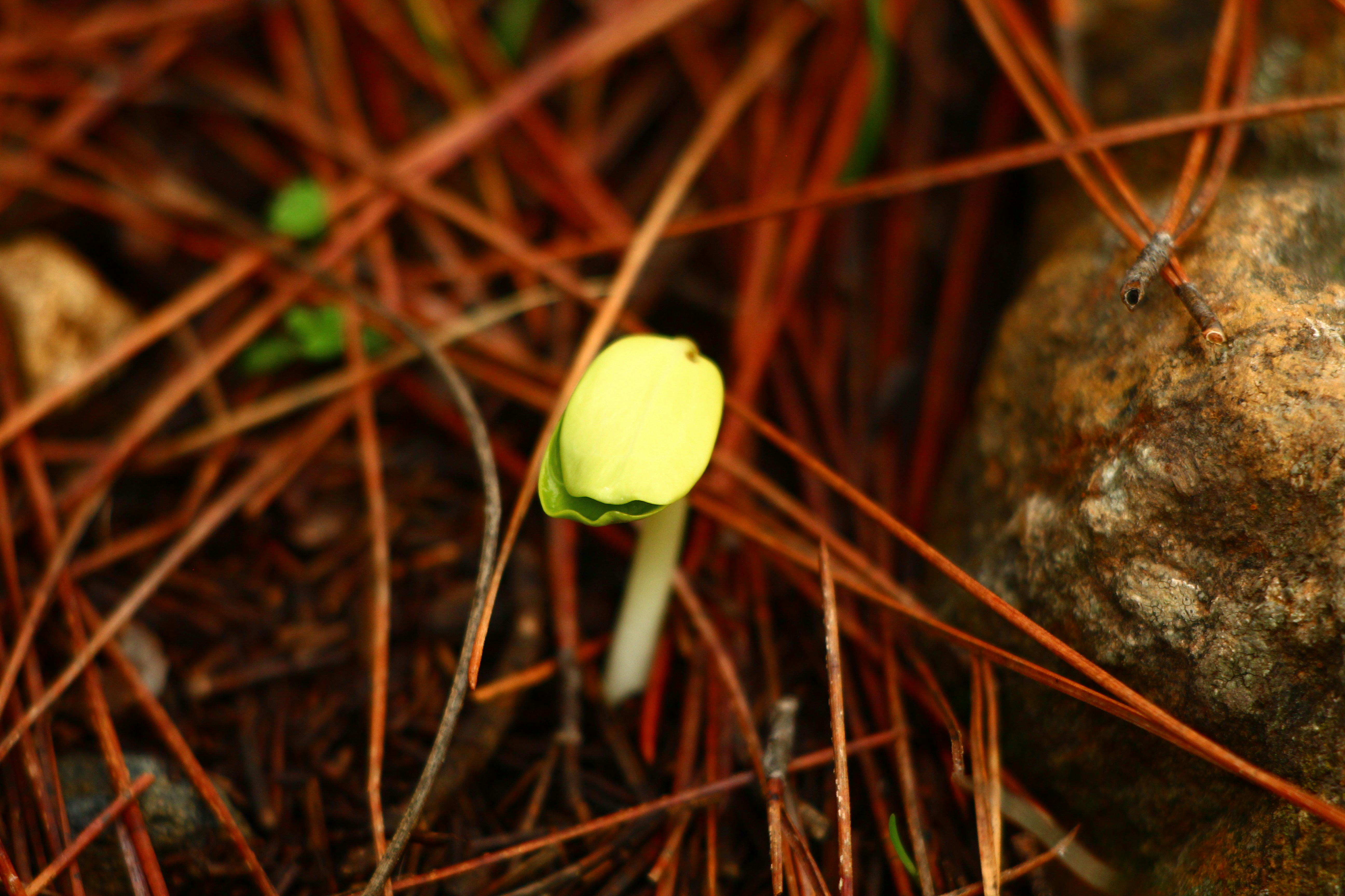 Emerald-Tipped Sprout Breaks Through a Pine Needle Carpet