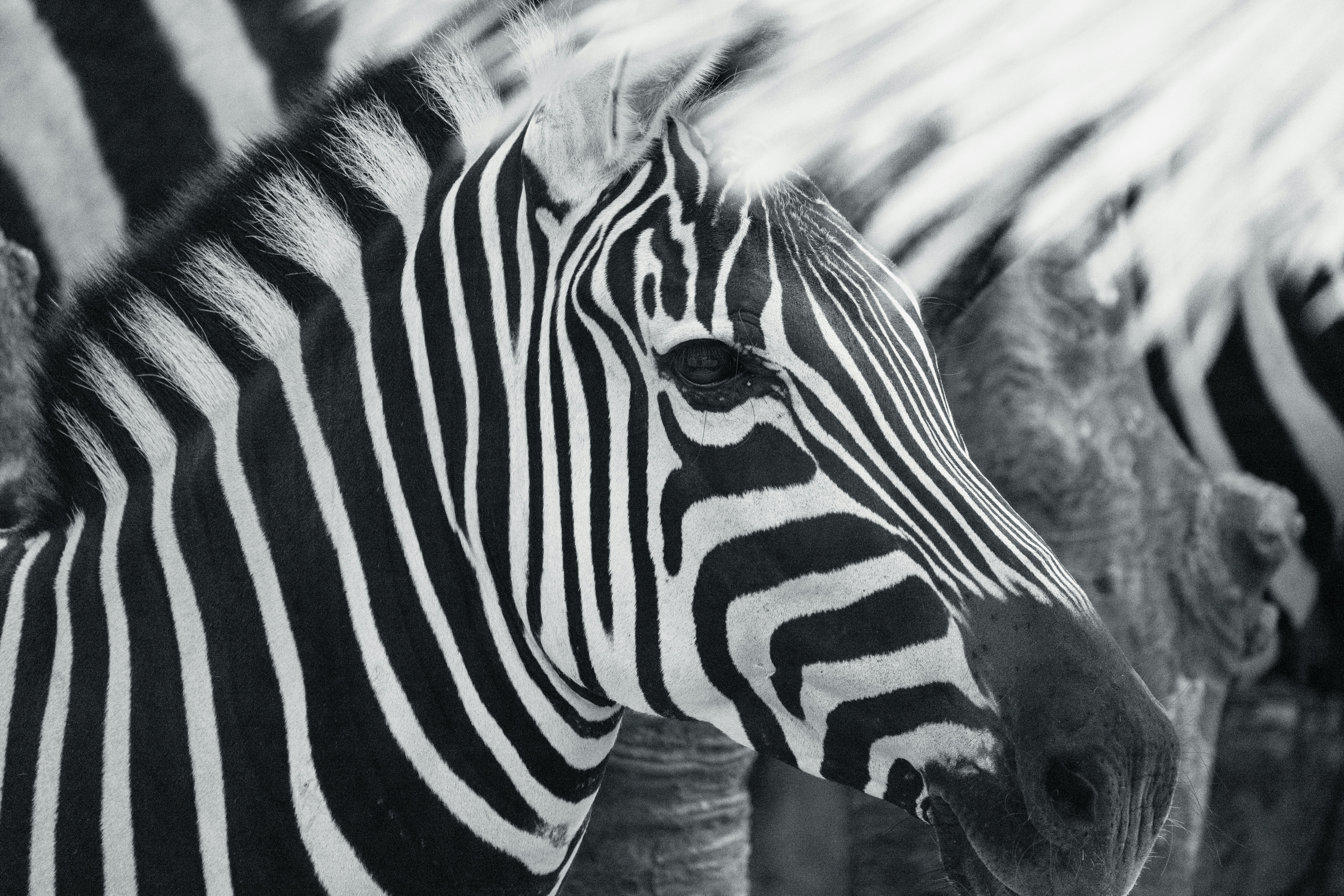 Una manada de cebras de pie una al lado de la otra foto – Imagen de ...