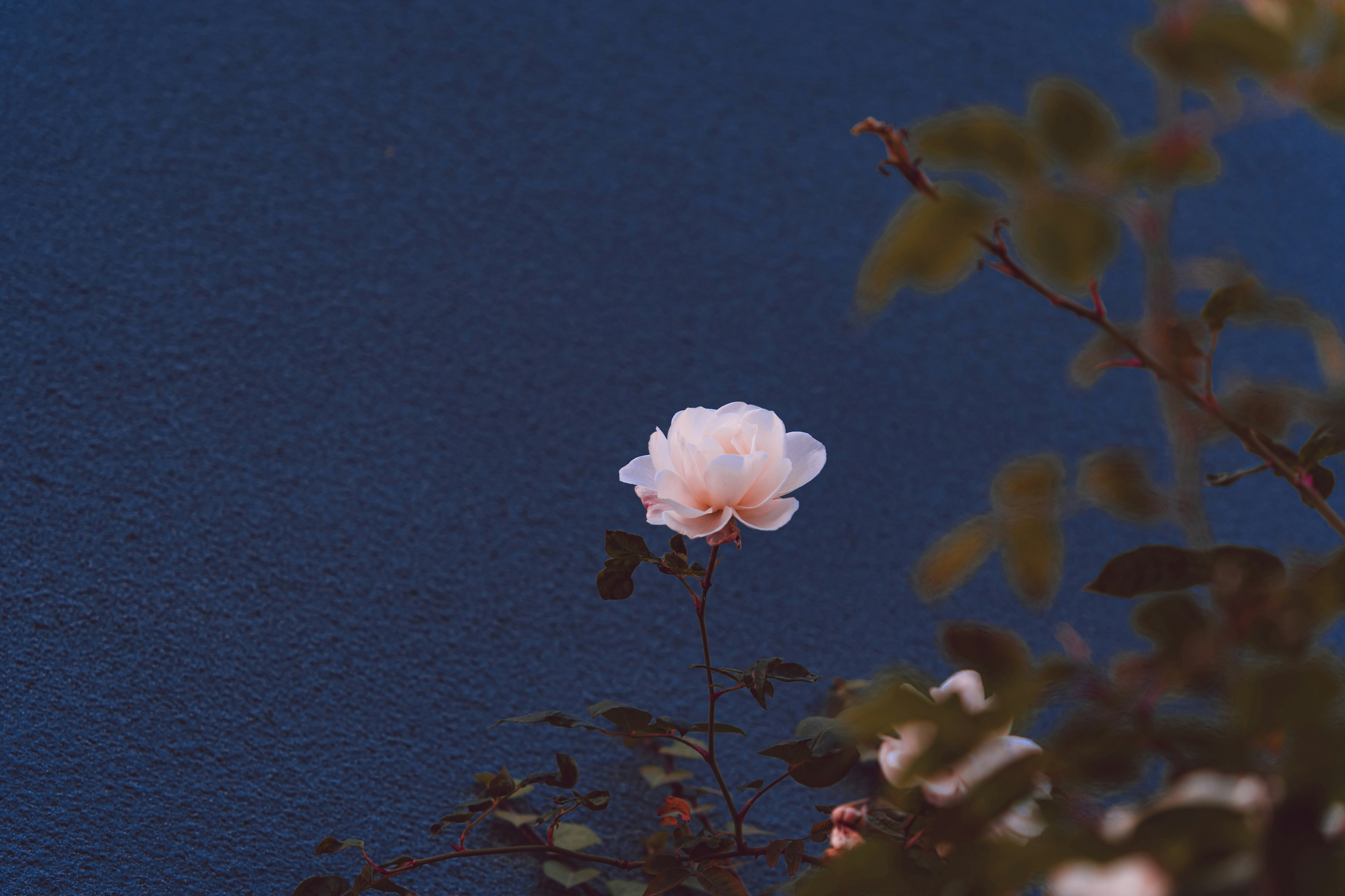 Solitary Rose on Velvet Blue: a Quiet Bloom Against a Dark Wall