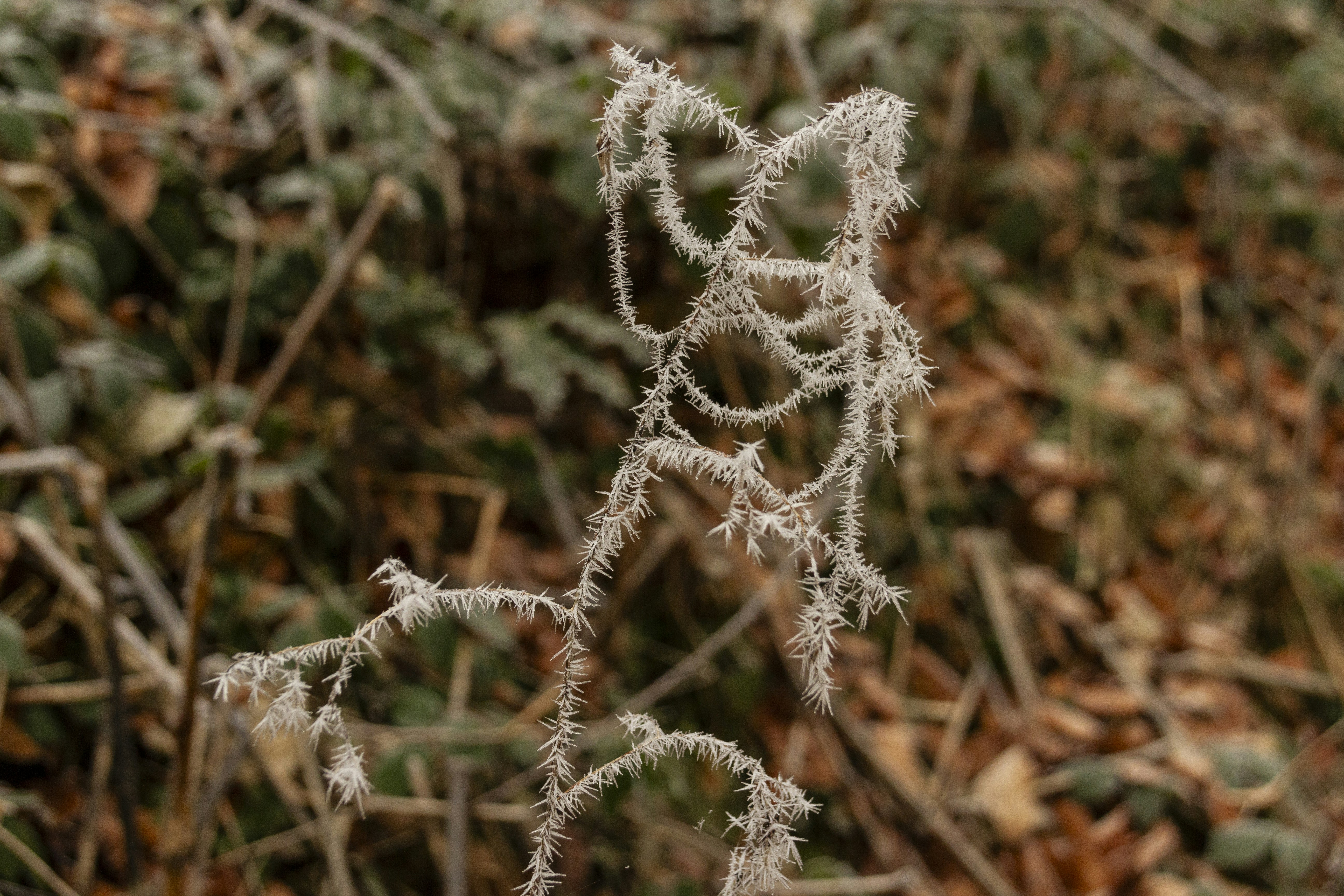 A close up of a plant with frost on it
