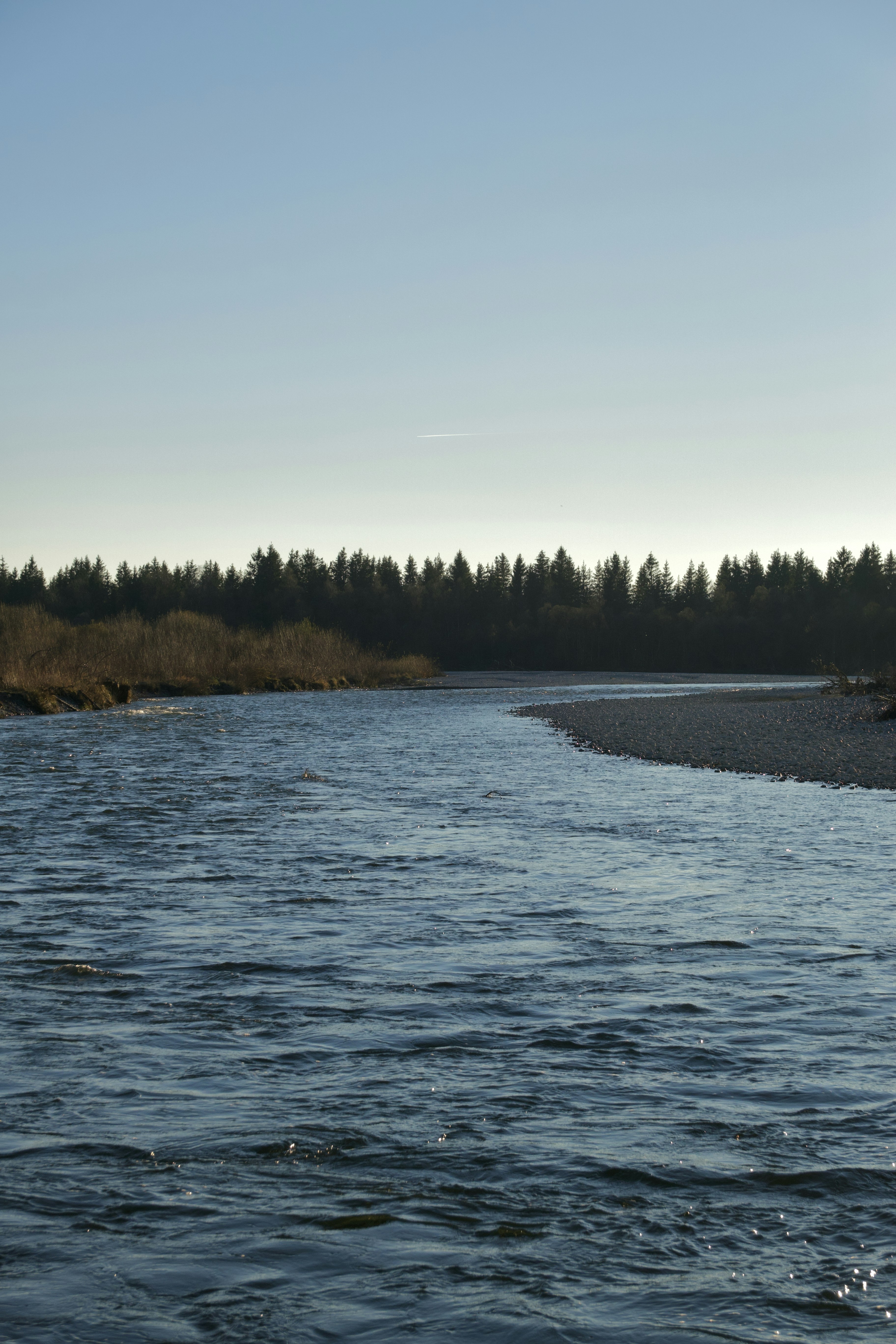 River's Vanishing Point: Quiet Confluence Toward a Pine Horizon
