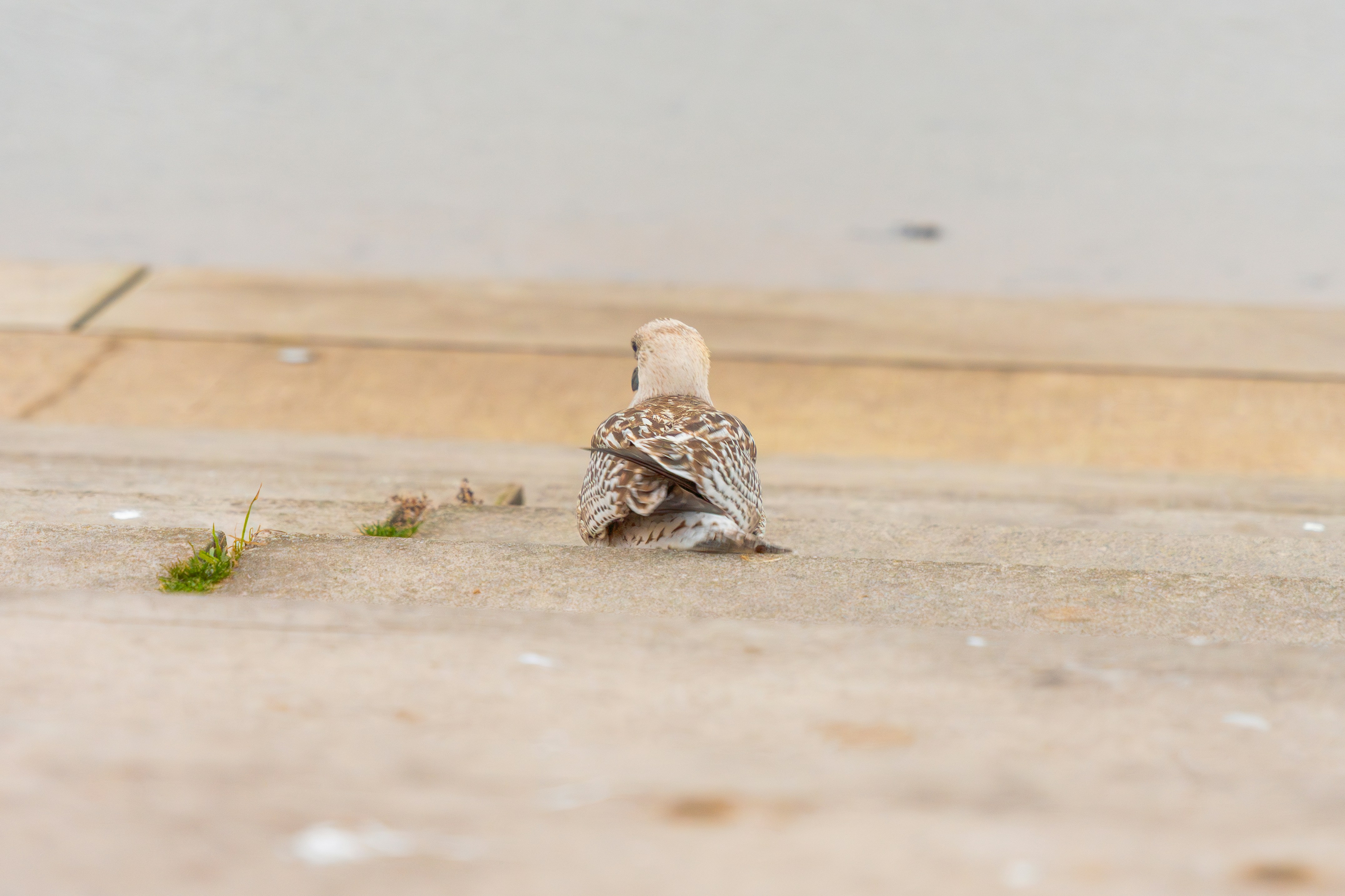 Composed on the Boardwalk: A lone sandbird in quiet focus