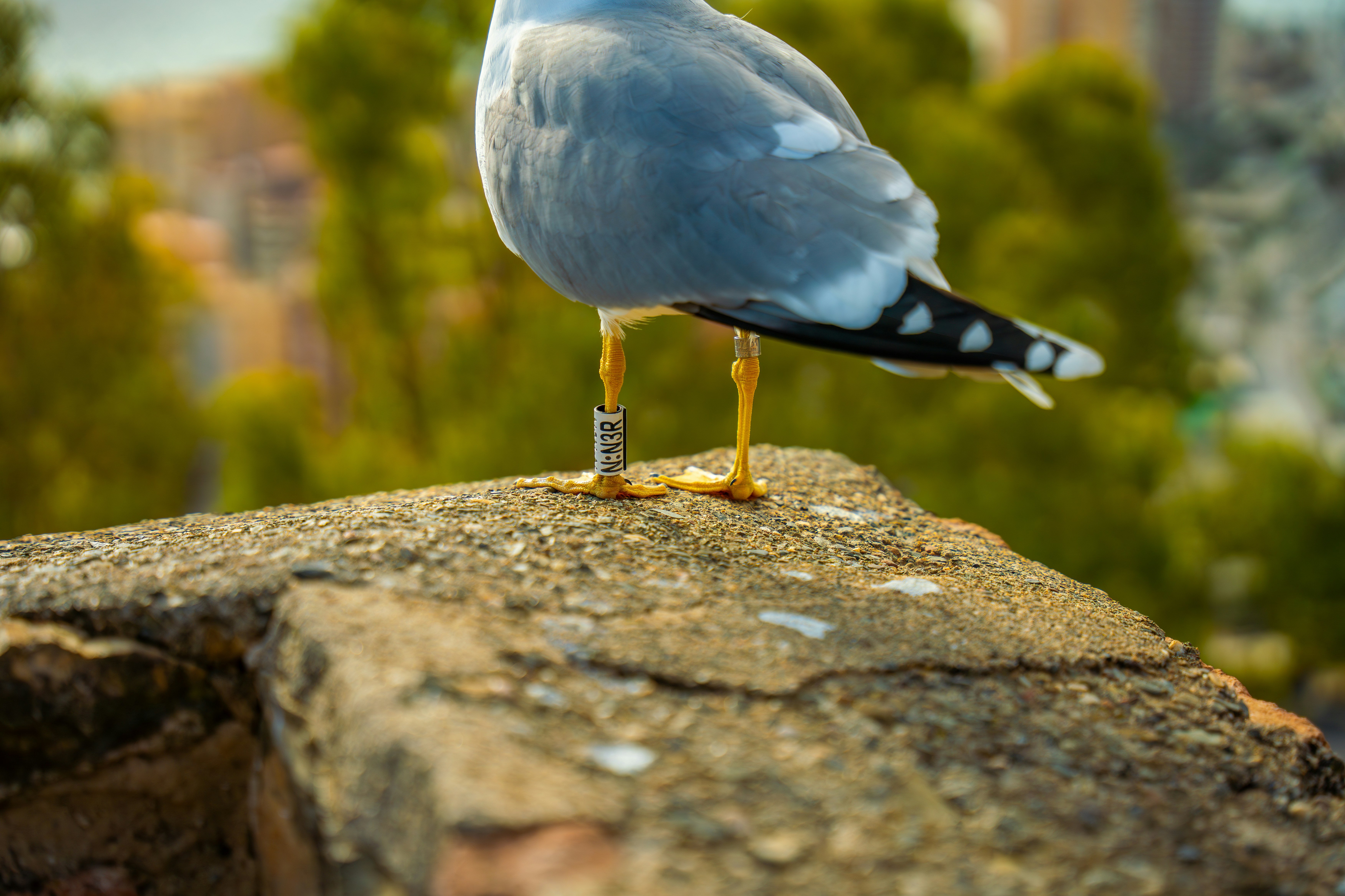Blue-Gray Gull on a Weathered Park Curb