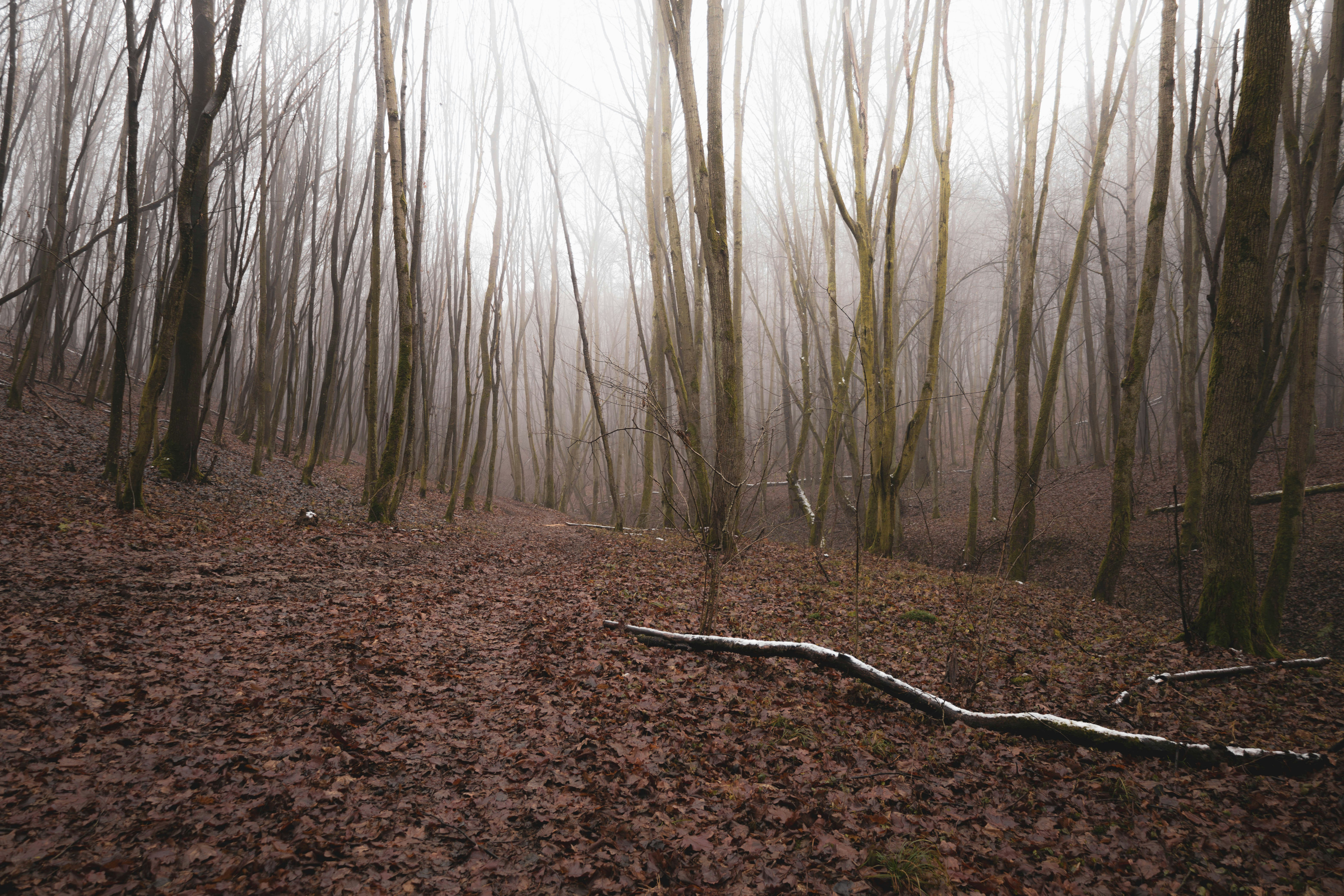 Foggy forest with tall, slender trees and a carpet of fallen leaves.