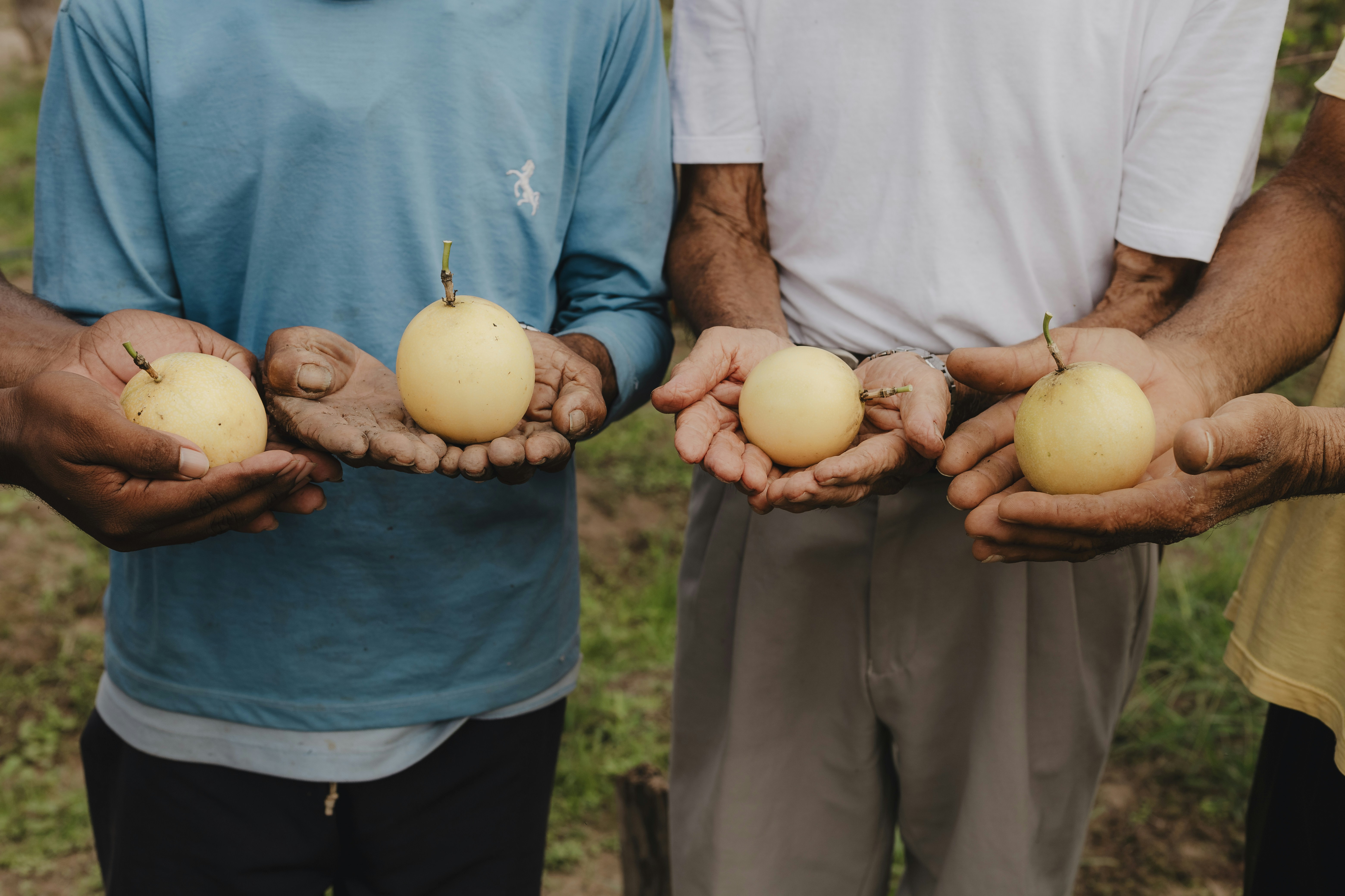 Four Hands, Four Golden Fruits: A Quiet Harvest Moment