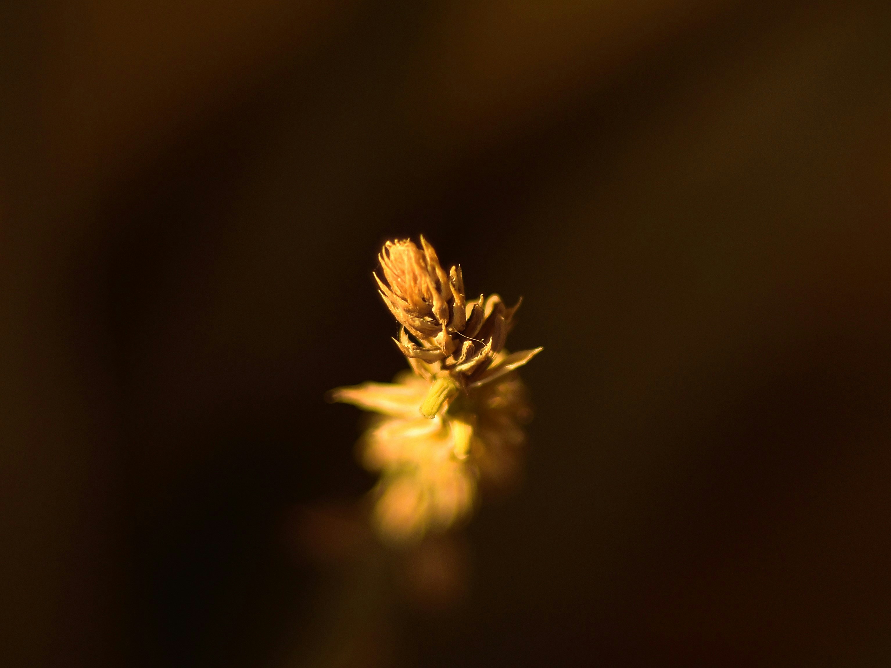 Photo by NADER AYMAN with Nikon D3500