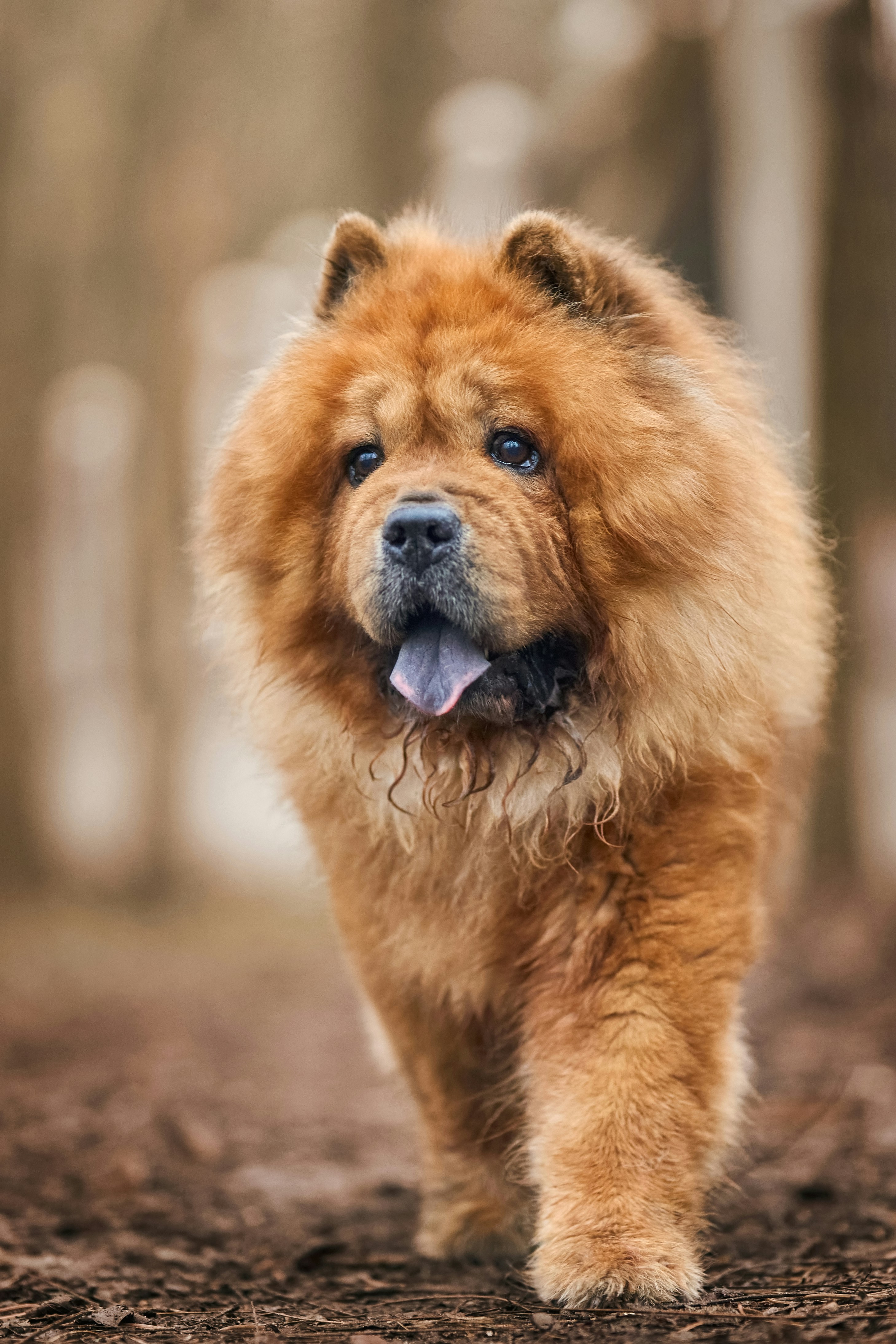 Ein brauner Hund, der einen Feldweg entlangläuft Foto – Kostenloses ...