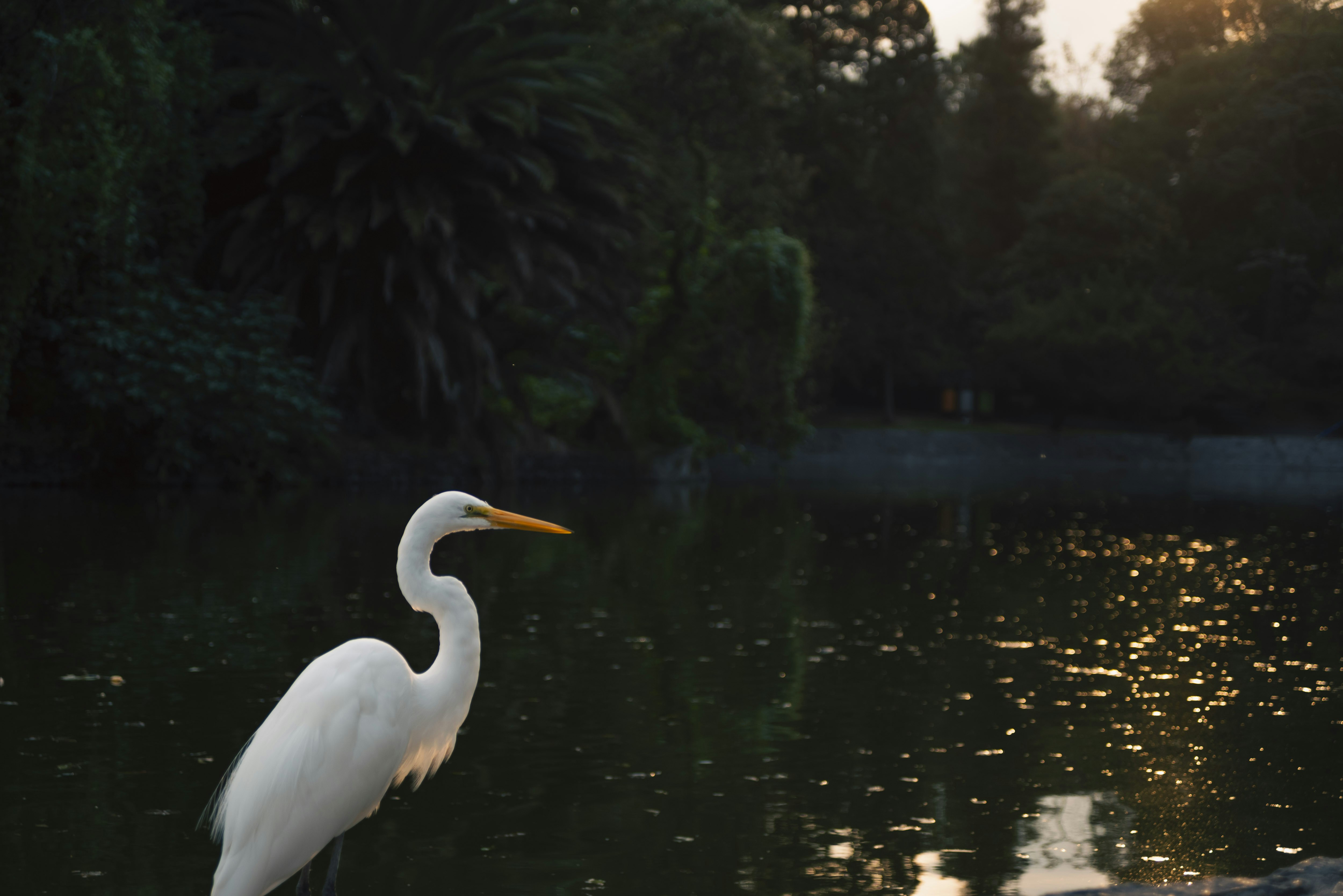 White Heron by the Lake at Dusk