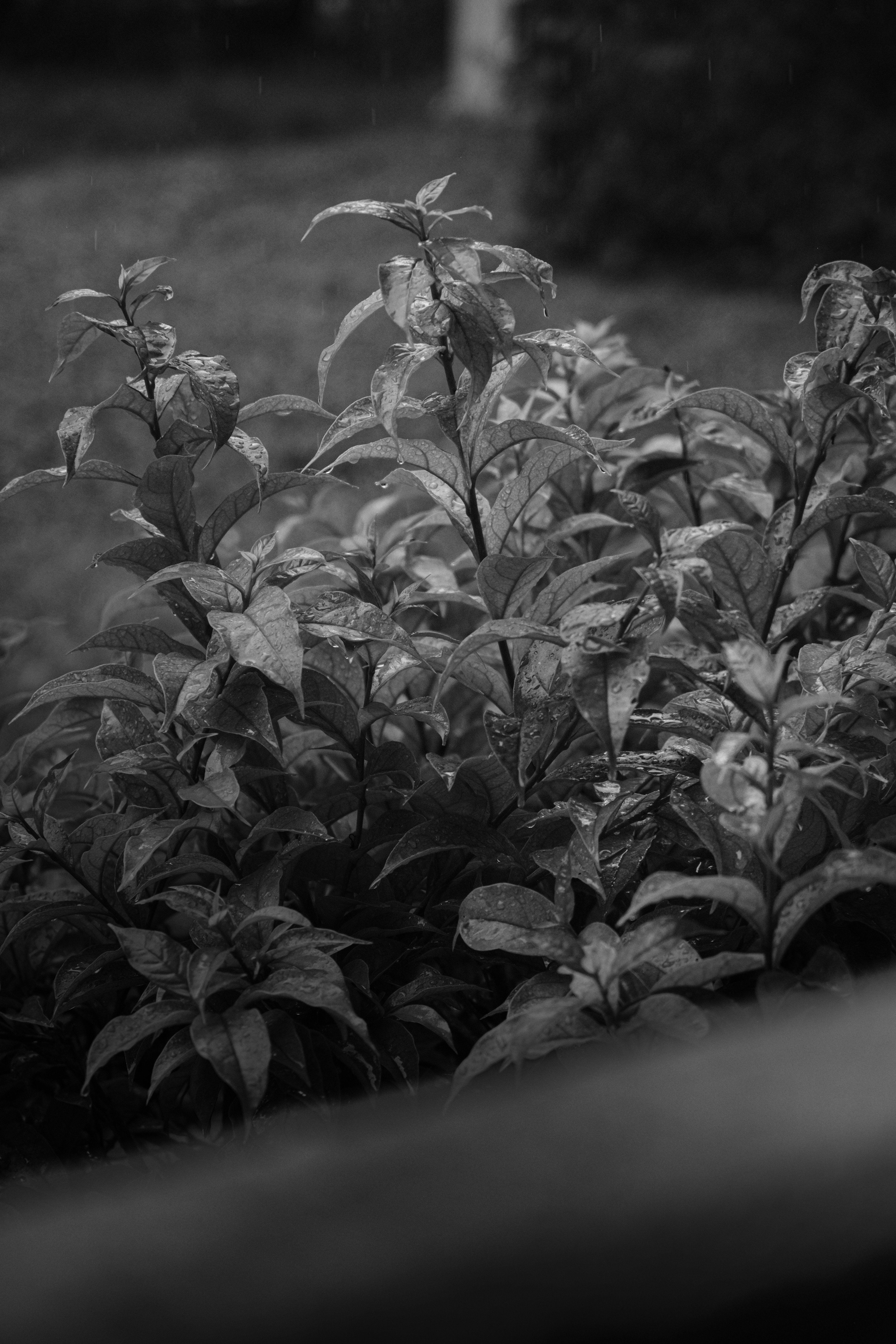 Black and white photo of lush garden plants with textured leaves.
