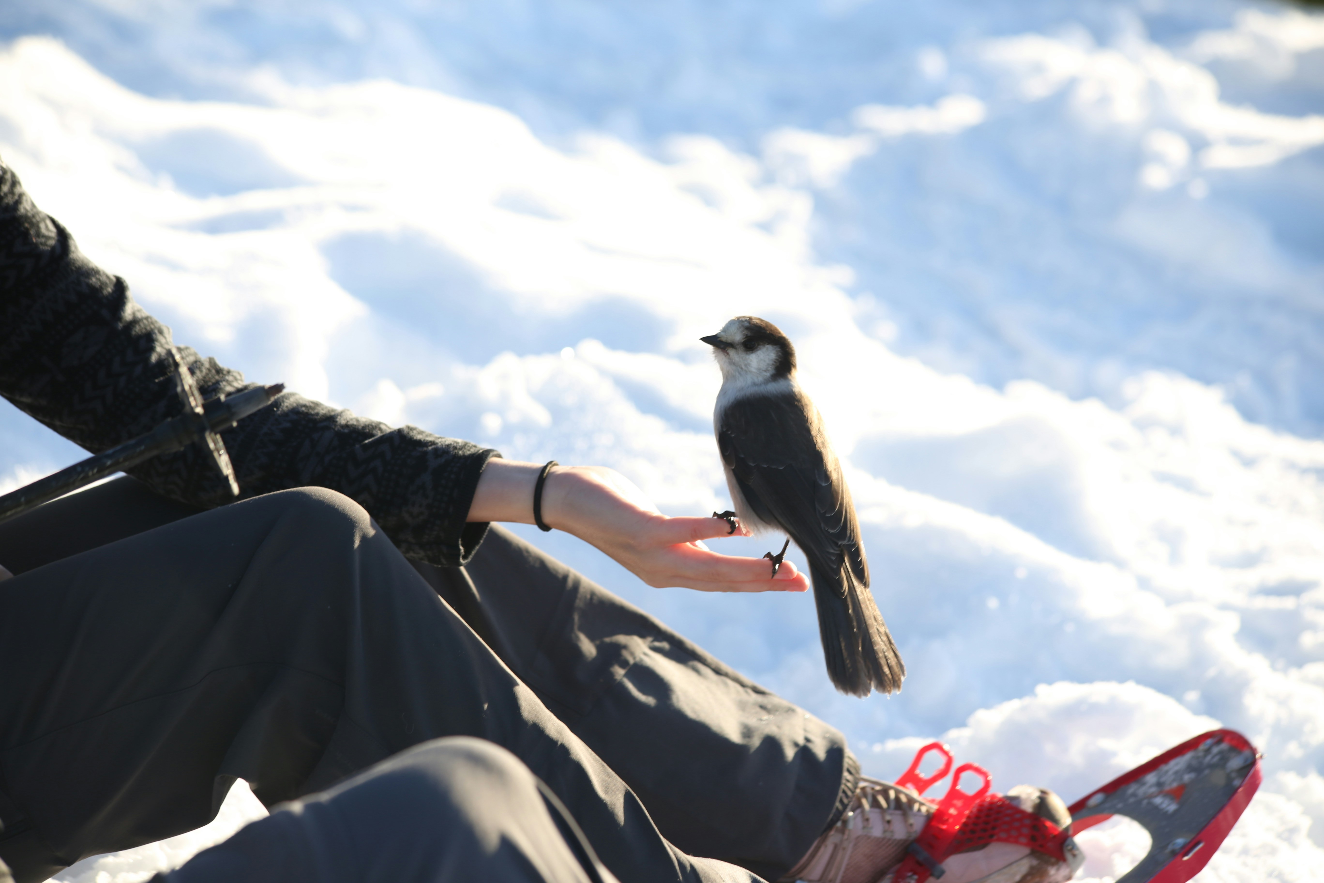 Snowbound Trust: A Songbird Perches on a Hand in Winter Light