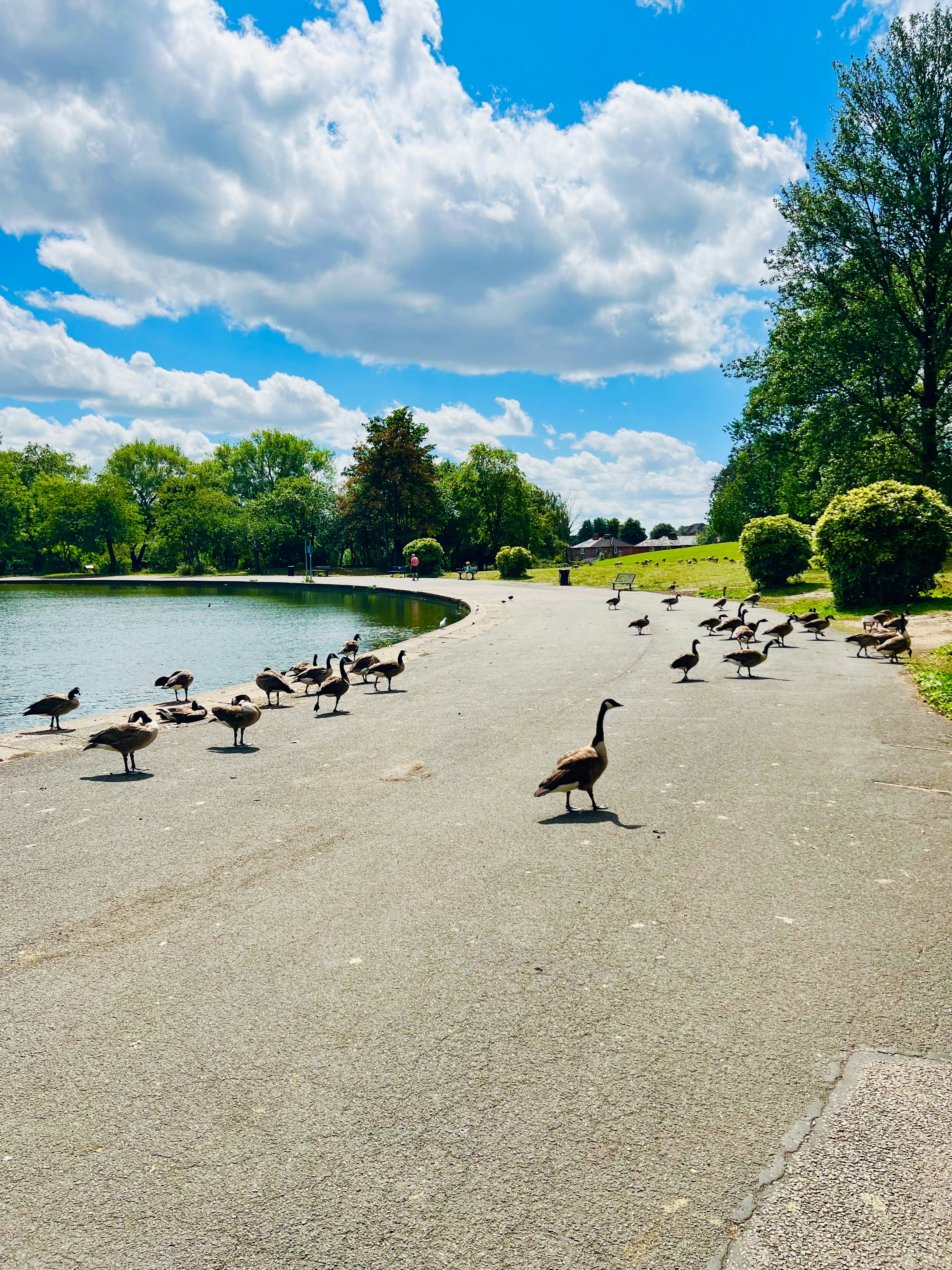 Migrating flock on a sunlit lakeside path