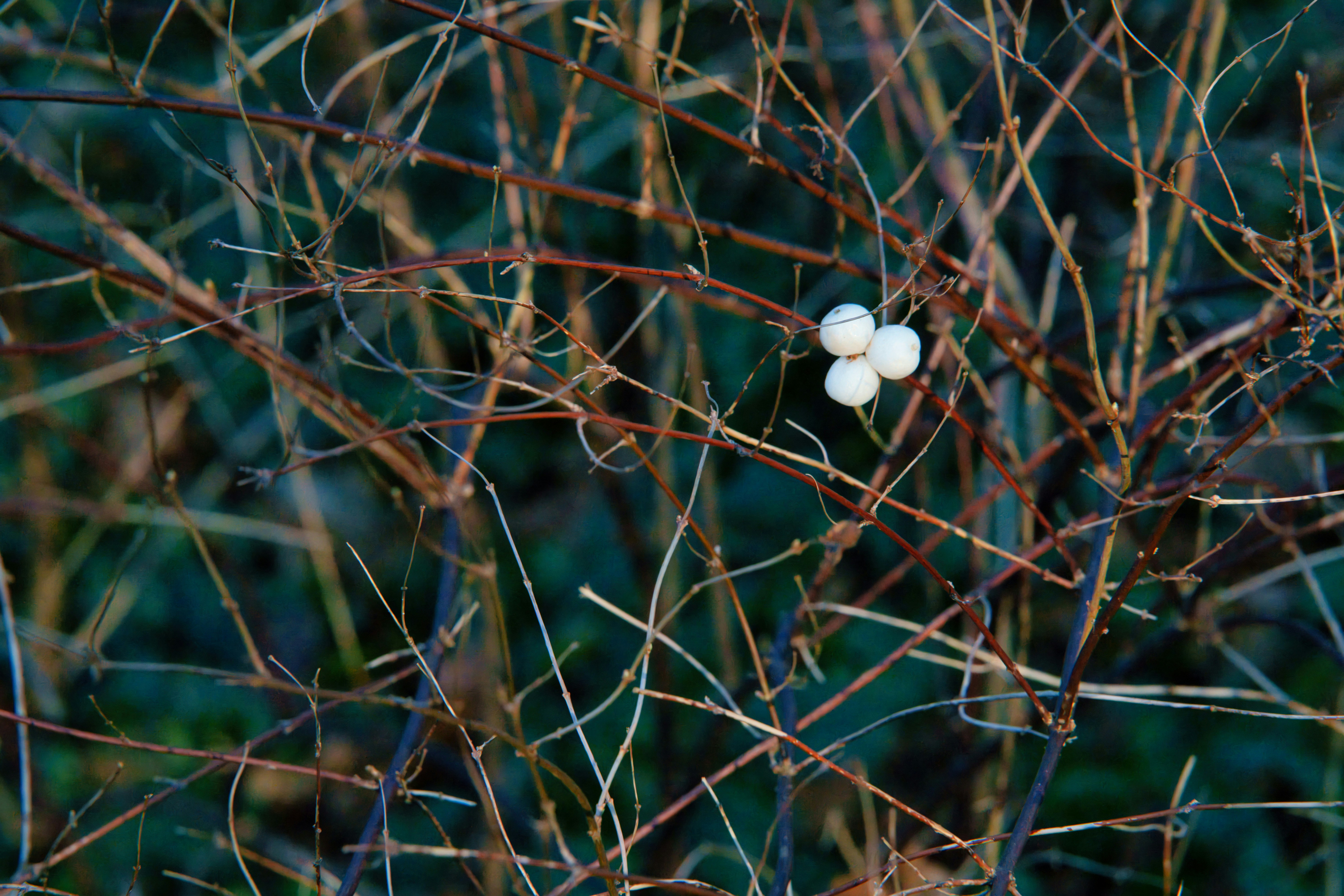 White Berries in a Winter Web: A Portrait of Tangled Branches