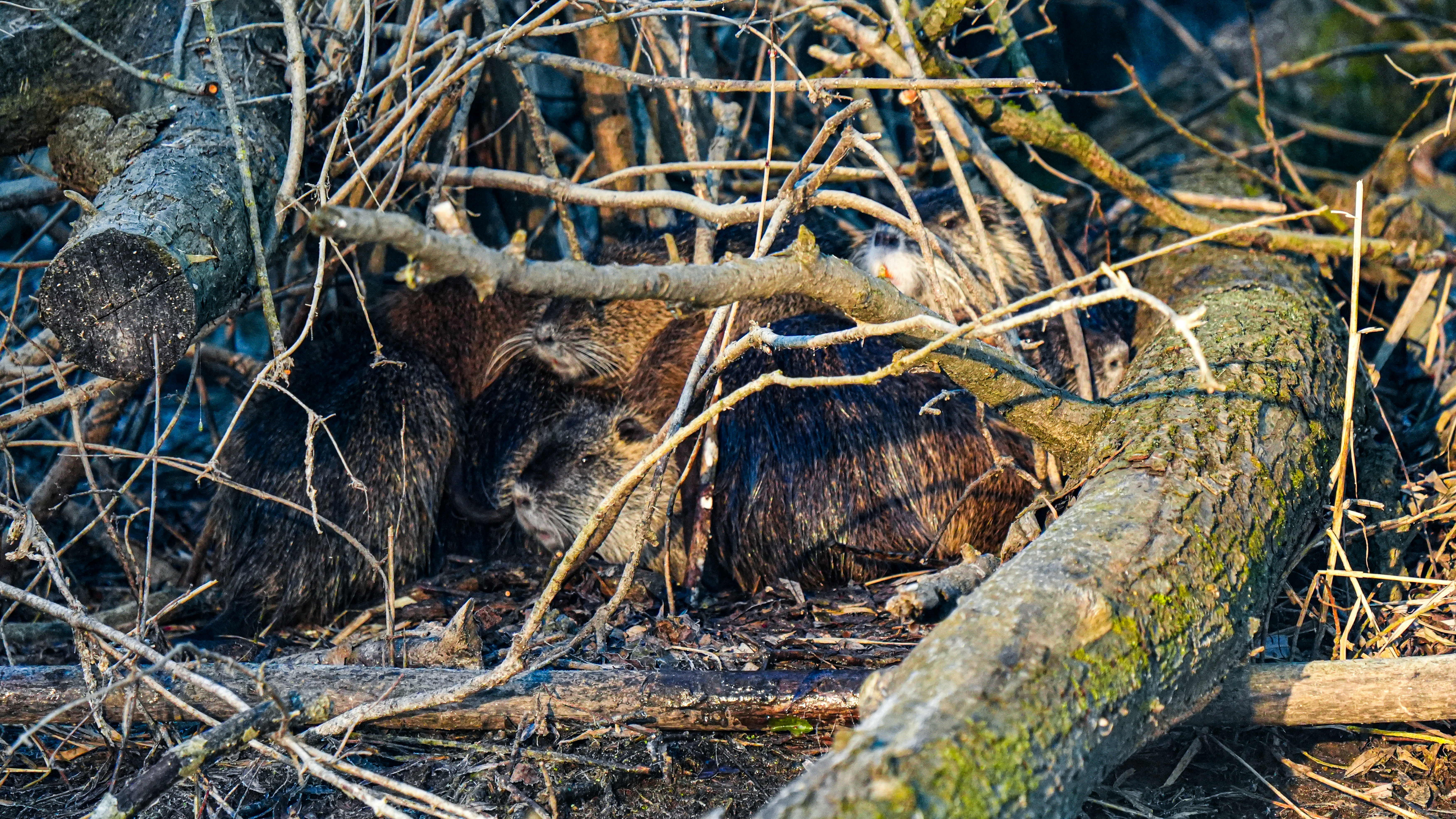 Photo by Nikola  Tomašić with Sony Alpha 7 IV