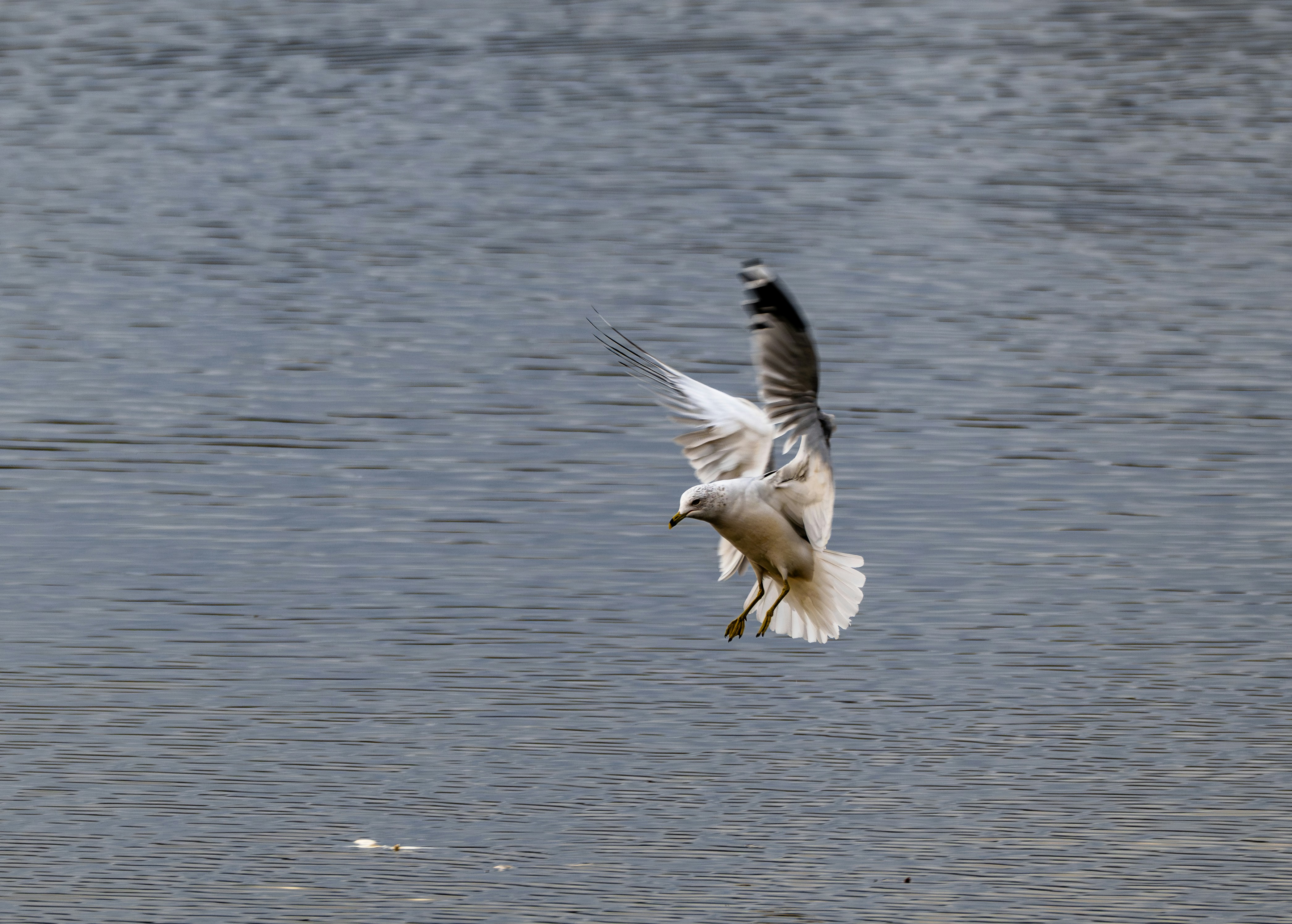 A seagull flying over a body of water photo – Free Bird Image on Unsplash