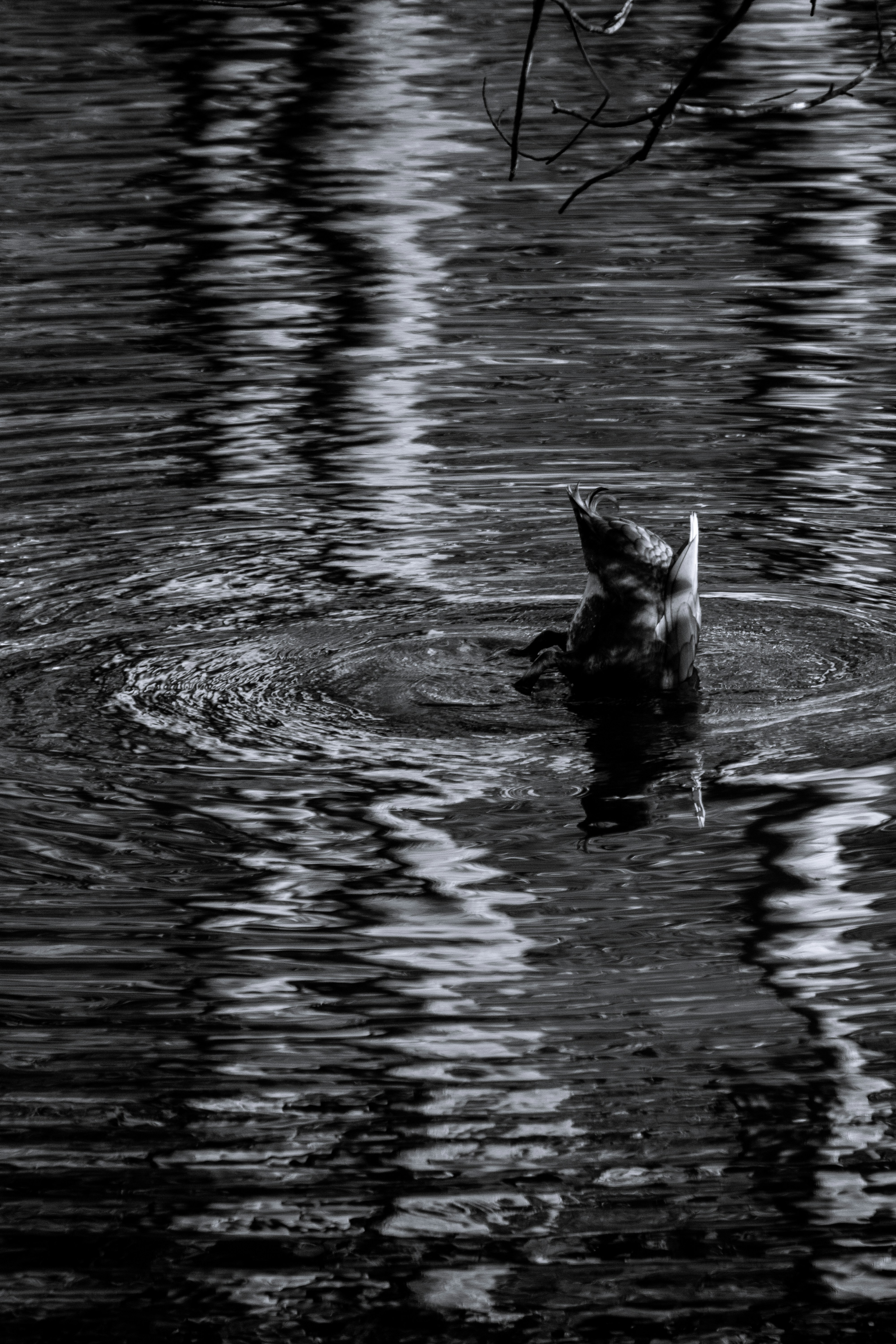 Photo by Attalie Hart with Nikon D5500