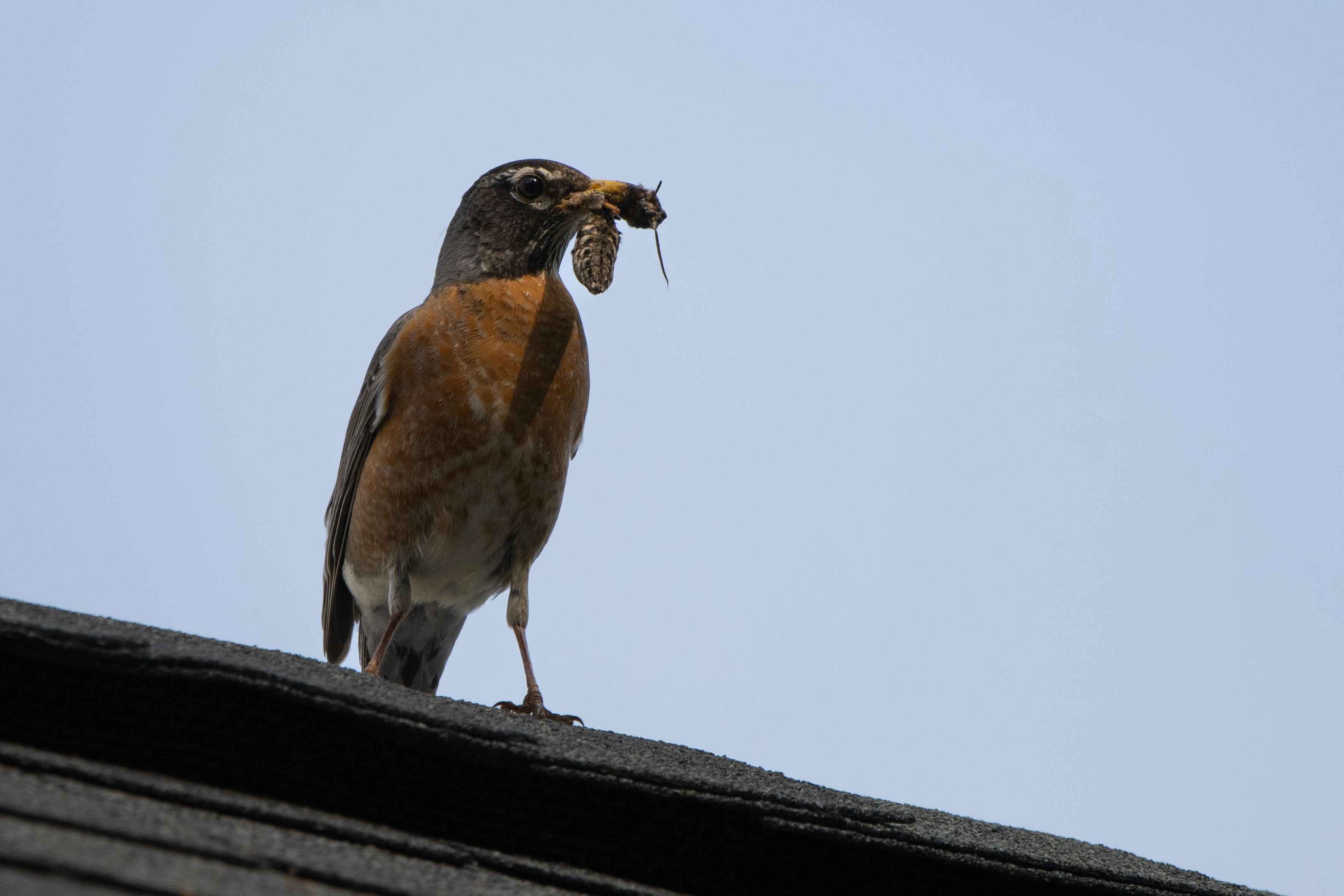 Terracotta Warbler on the Roof Ridge with Prey