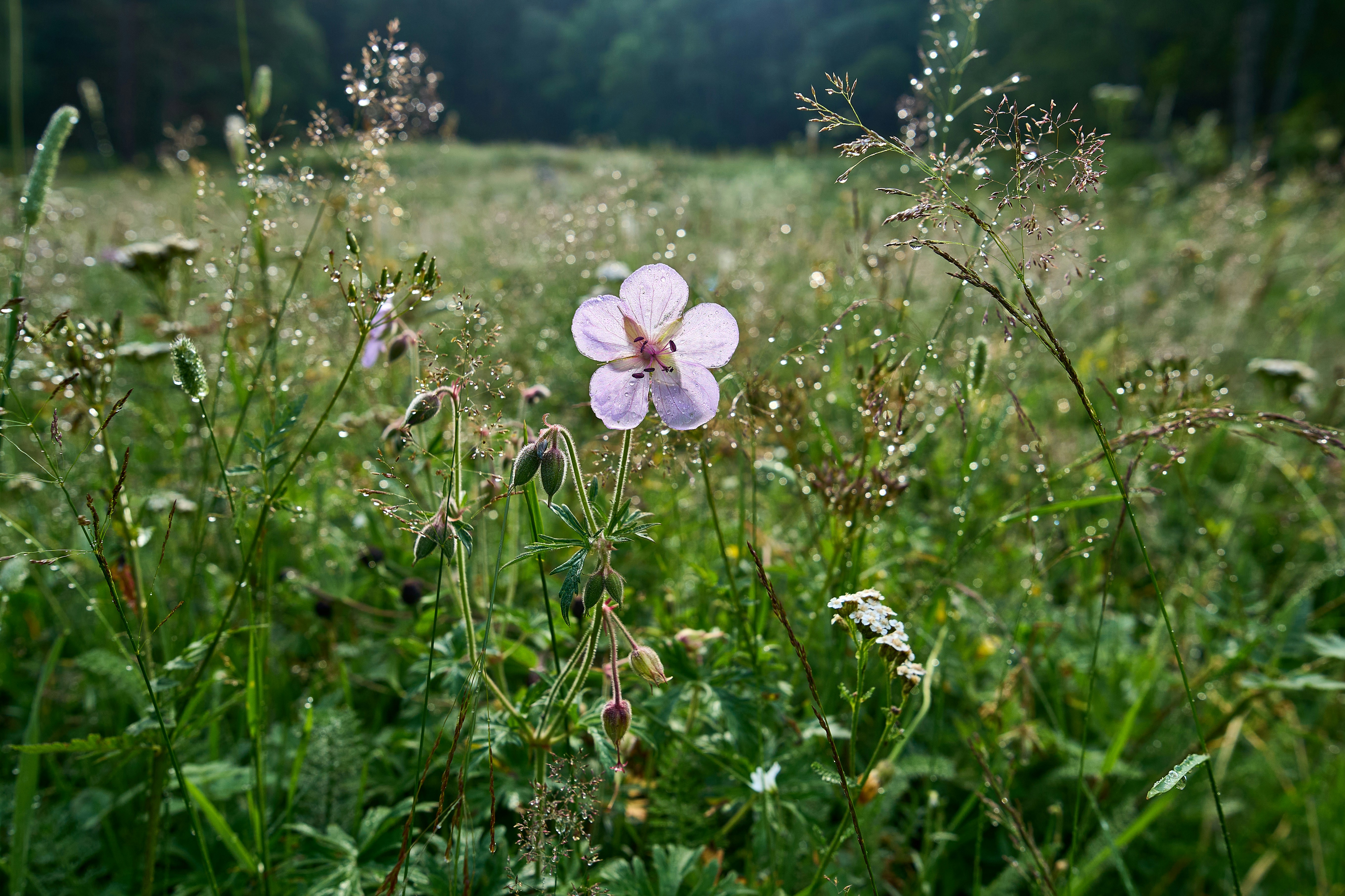 Bloom in the Meadow: A Pale Pink Flower at the Field's Edge