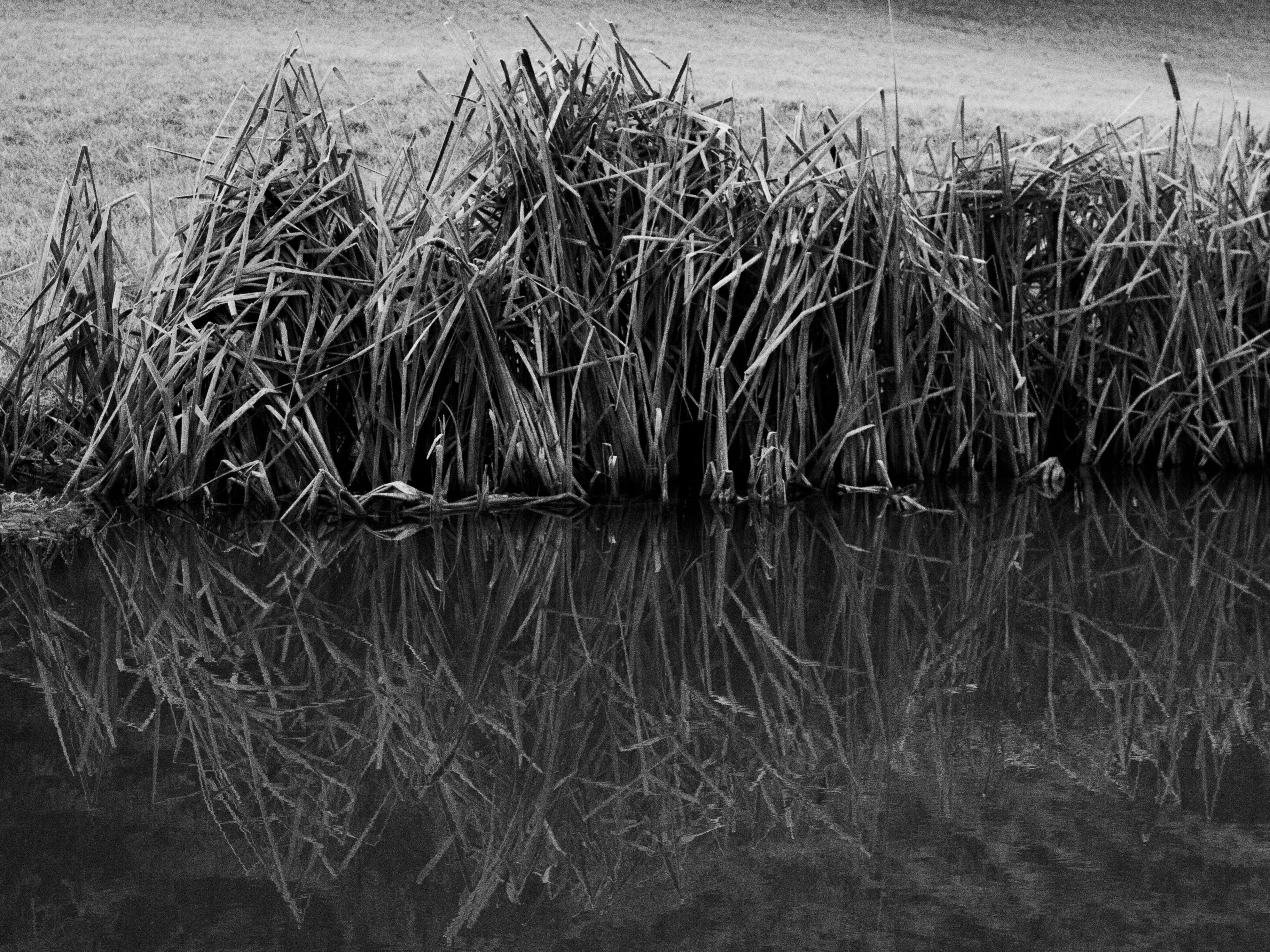 Reeds on the Quiet Edge: A Monochrome Mirror