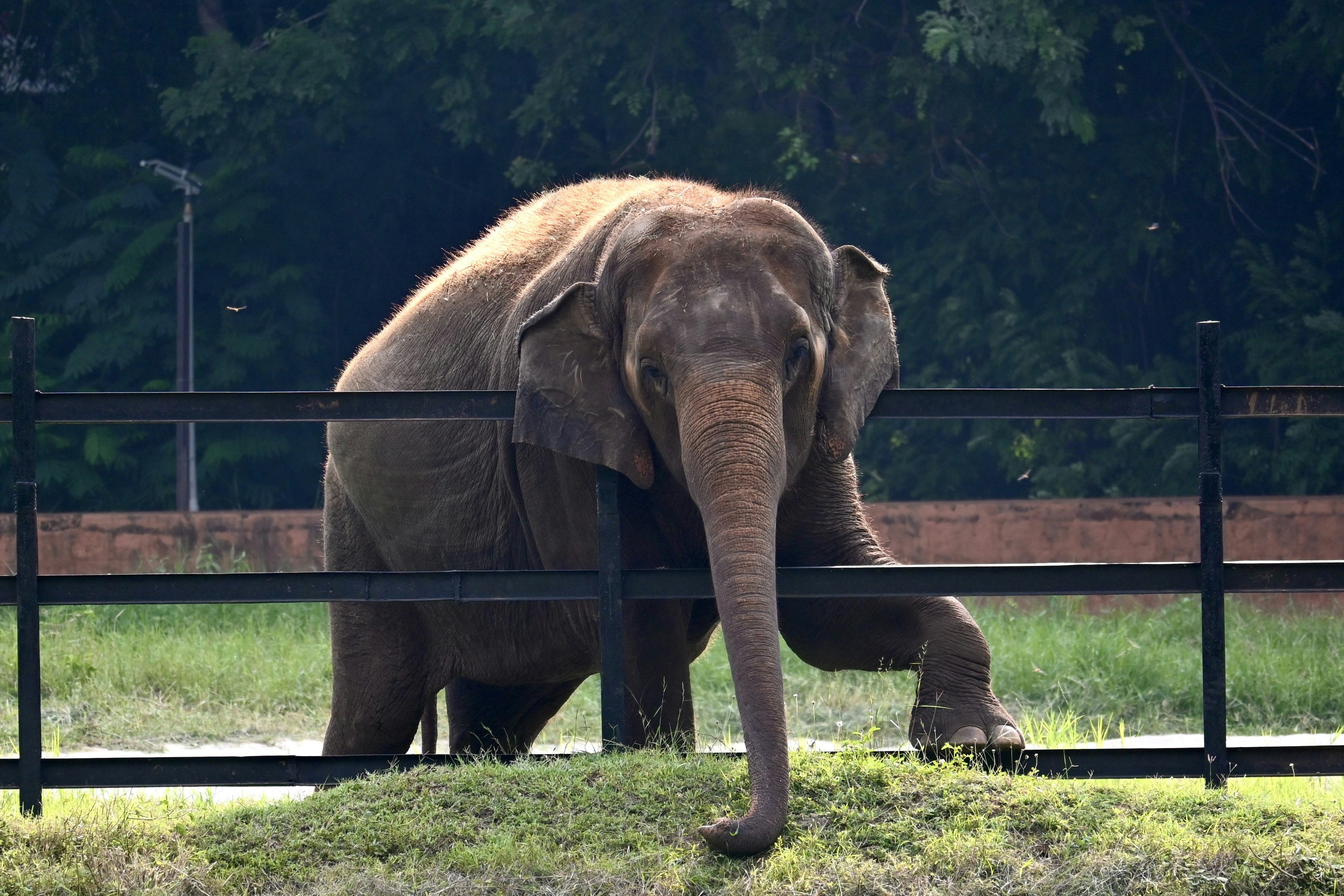 Trunked Pause at the Fence: An Elephant’s Quiet Moment