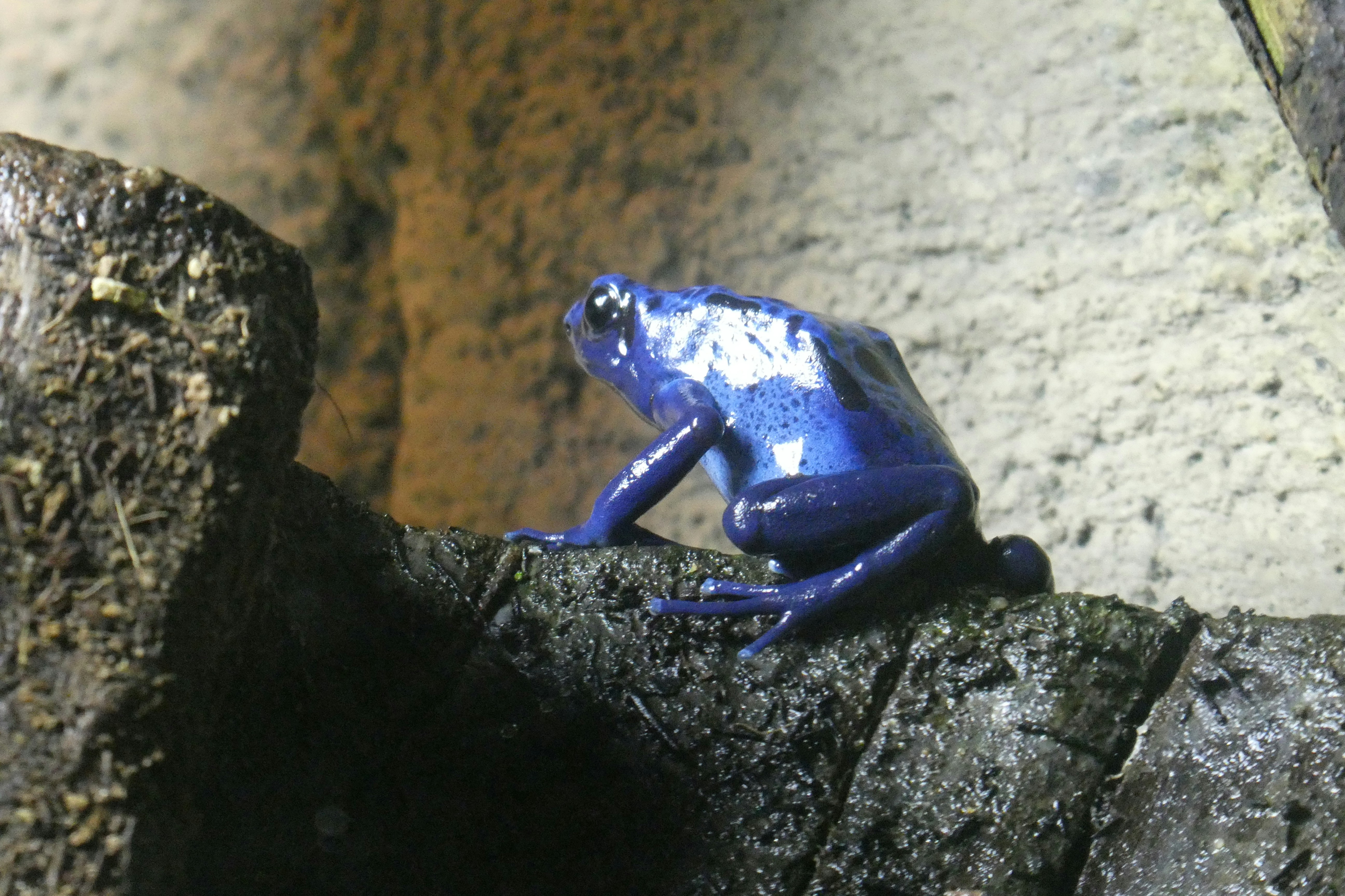 Una rana azul sentada en lo alto de la rama de un árbol foto – Imagen ...