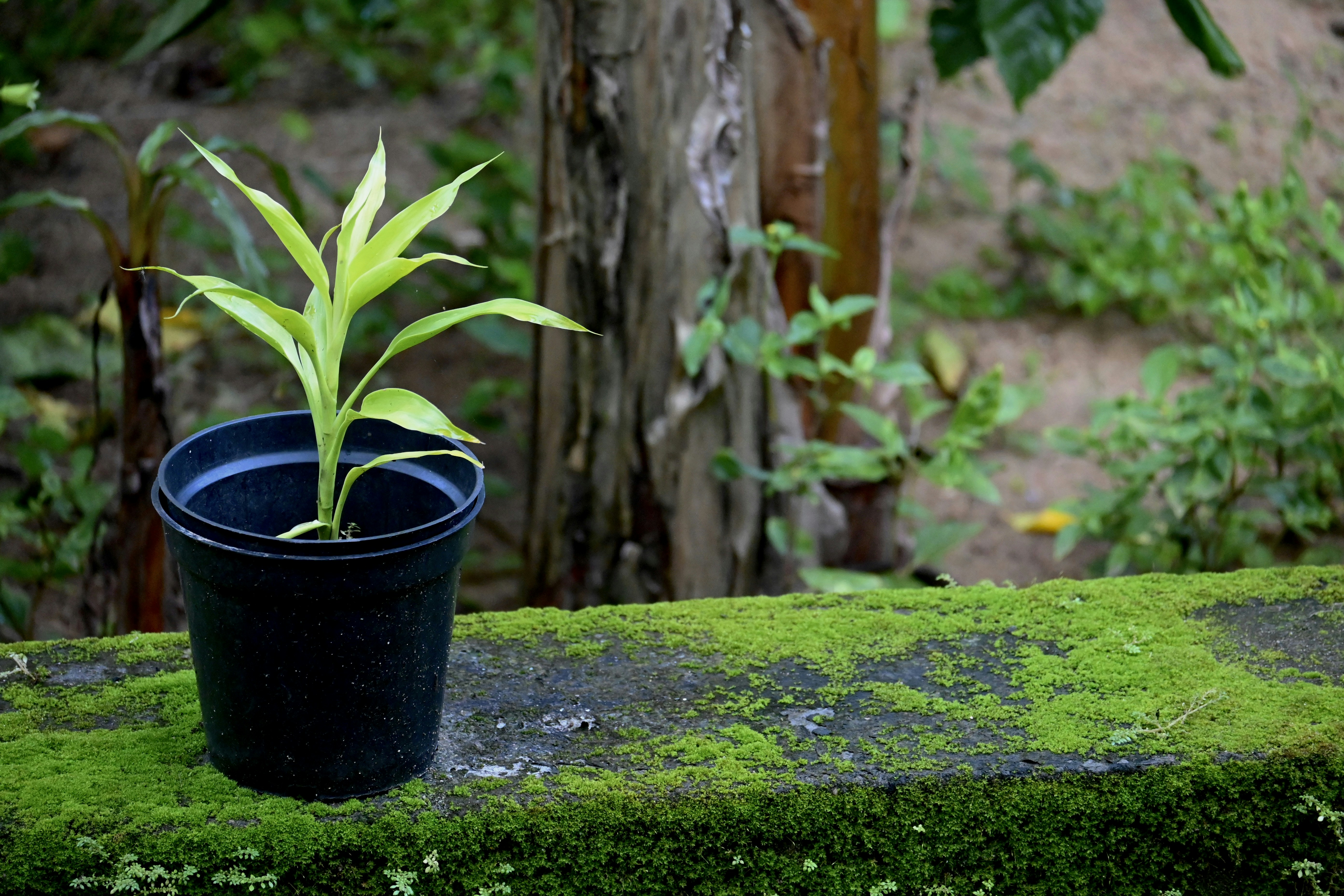 Uma planta em vaso sentada em cima de uma mesa coberta de musgo foto ...