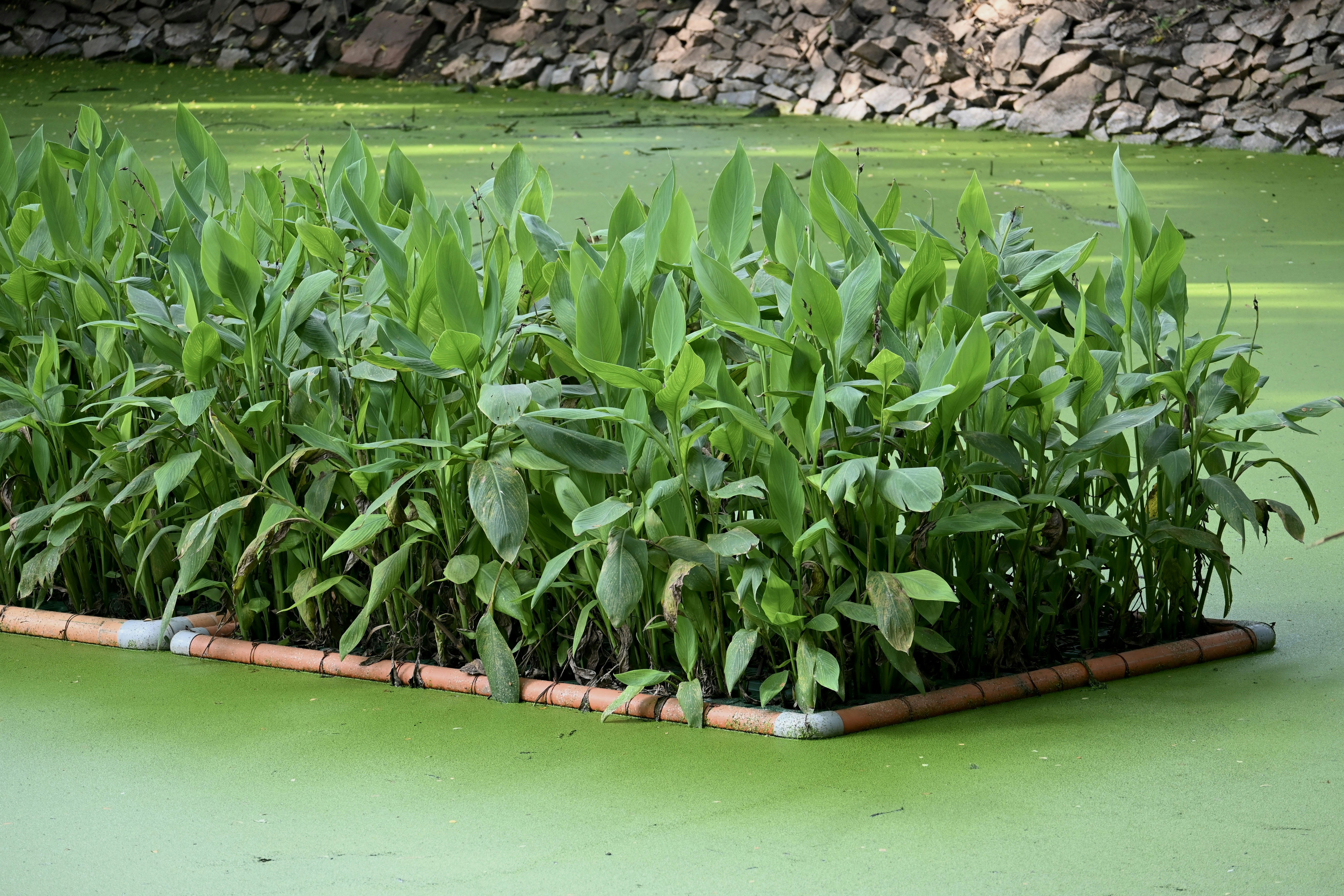 Green all over. Shot from Mysore Zoo.