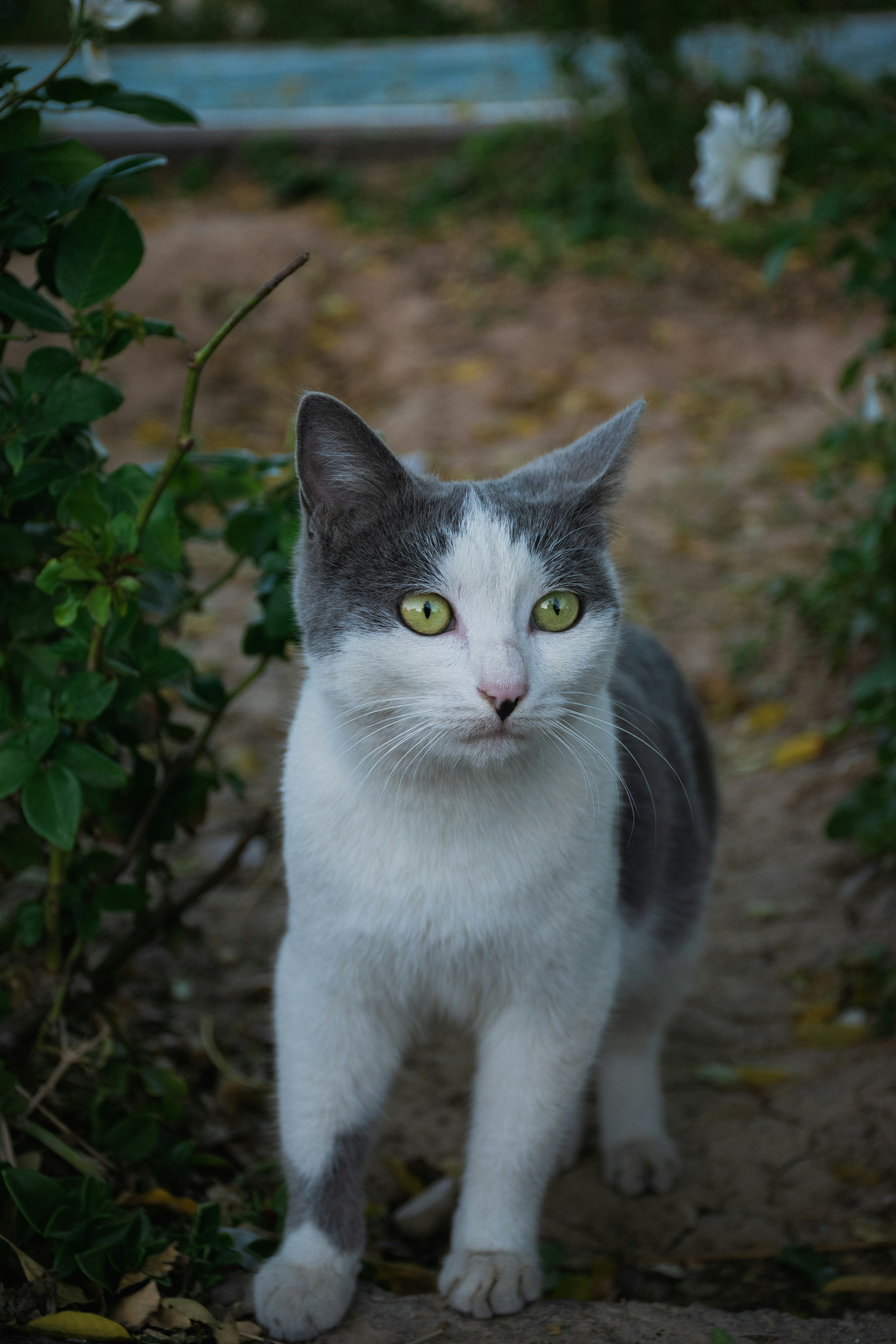 A gray and white cat standing next to a bush photo – Free Shiraz Image ...