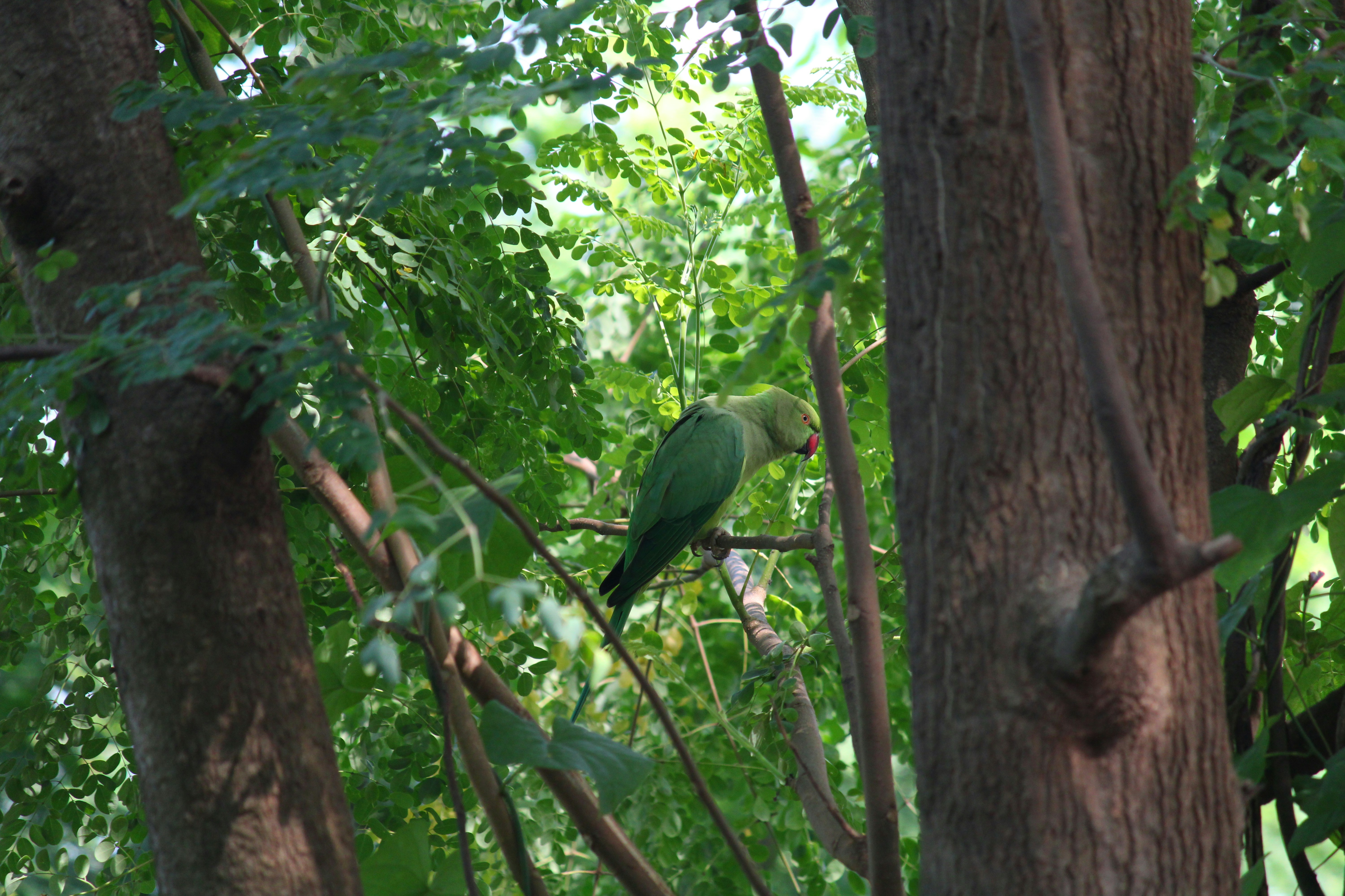Emerald Perch in the Canopy: A Green Parrot Among Sunlit Foliage