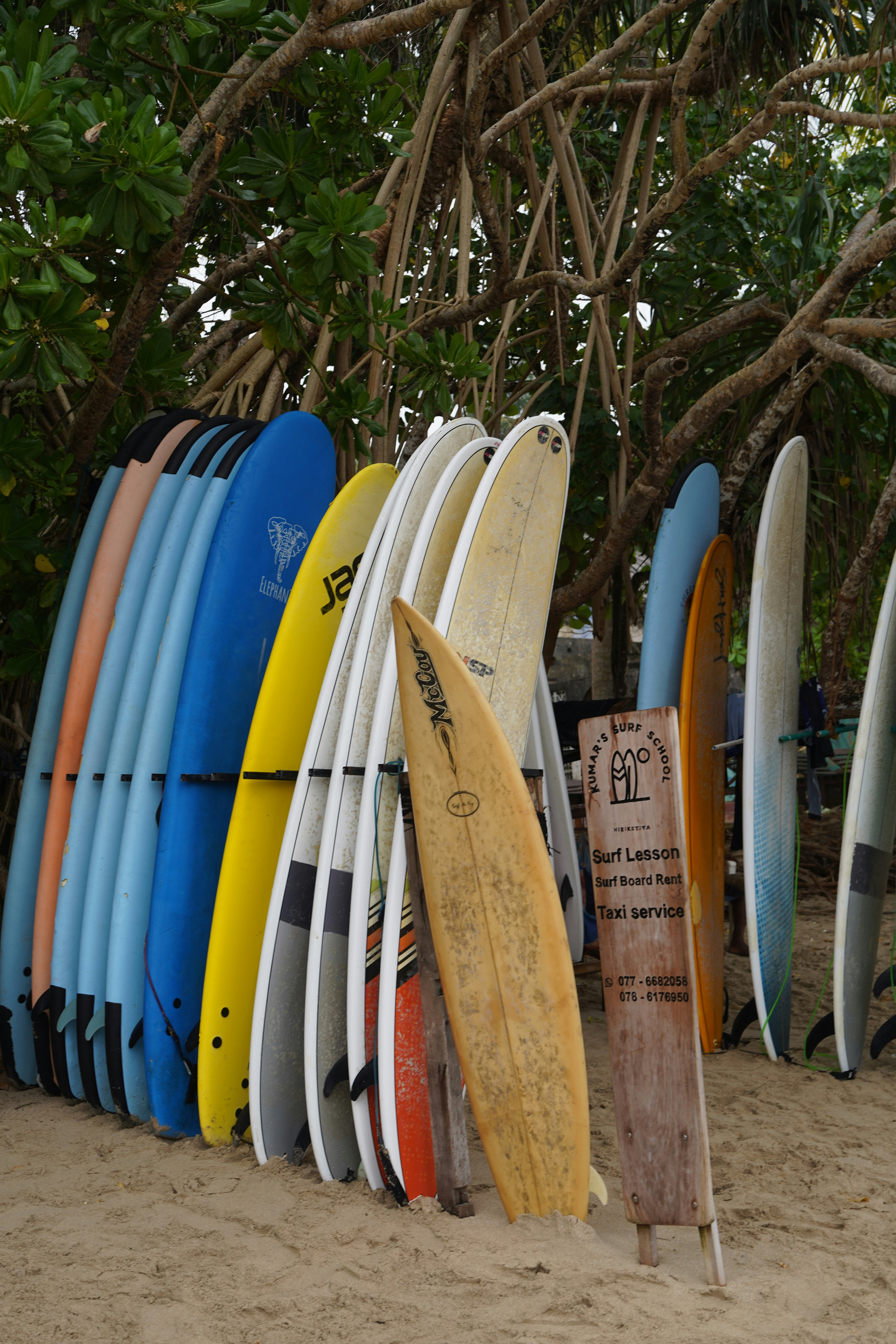 A bunch of surfboards lined up against a tree photo – Free Beach Image ...