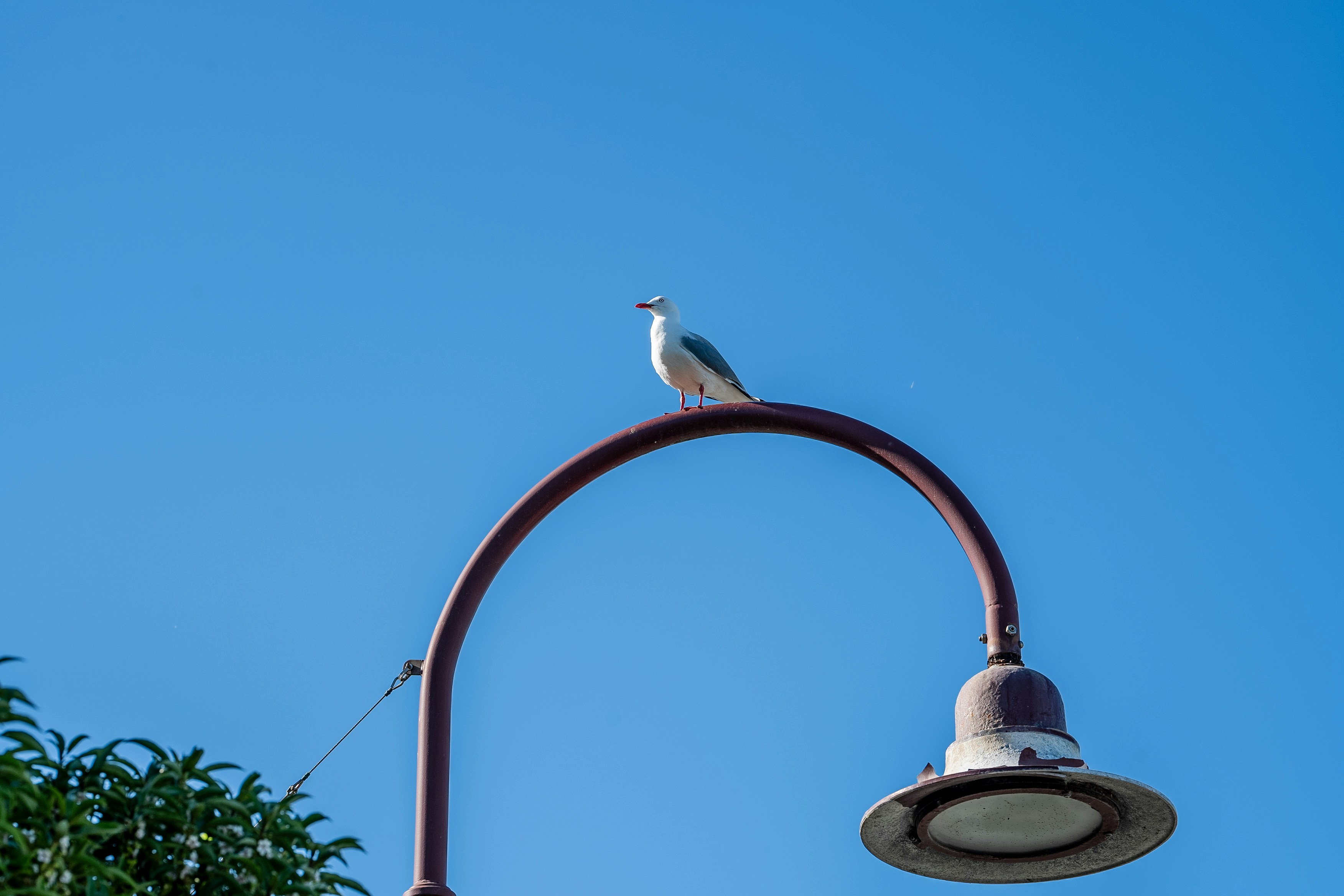Gull on a Copper Arch: a Minimal Urban Moment Against Azure