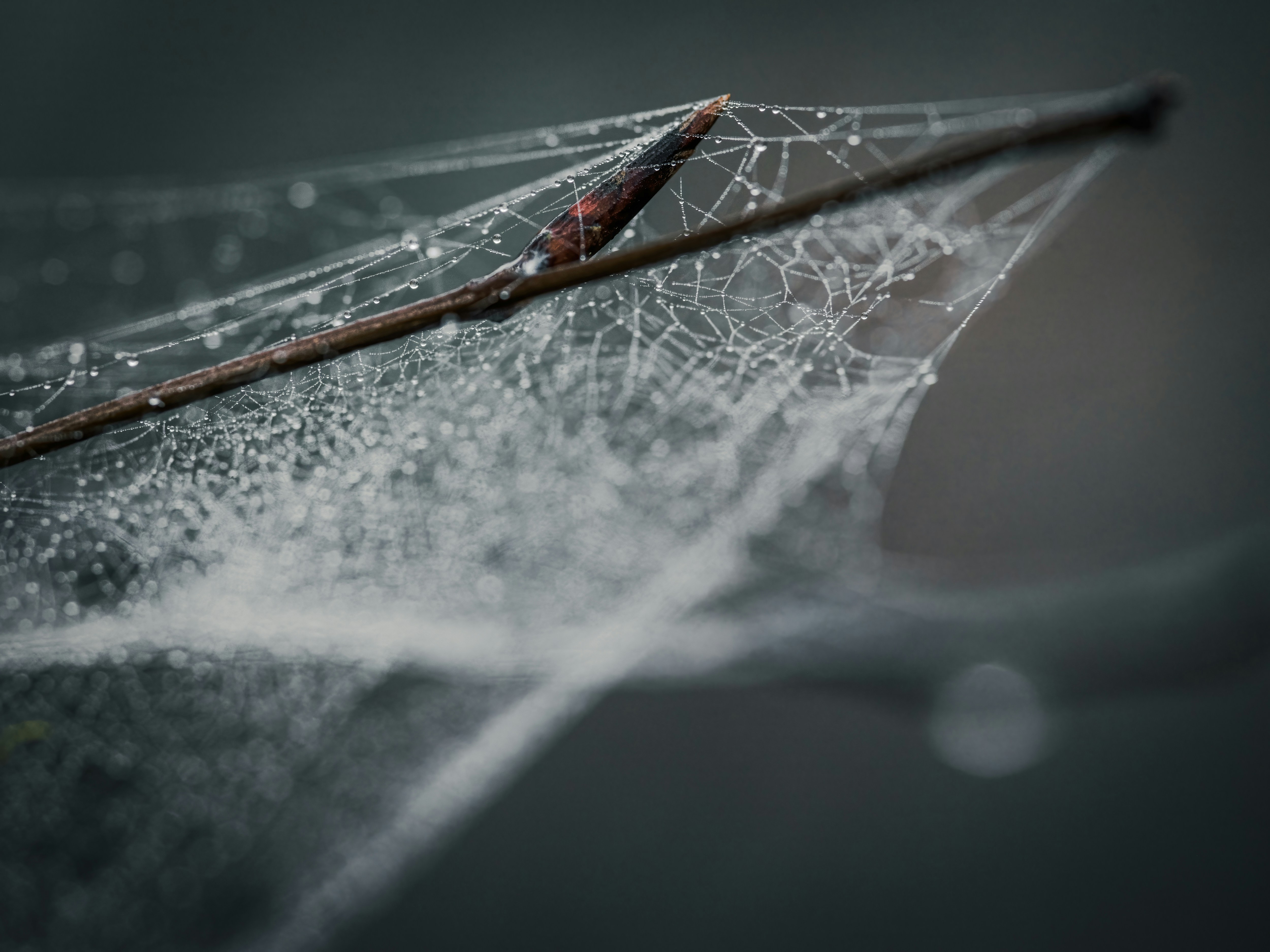 A close up of a spider web on a leaf photo – Free Spider web Image on ...