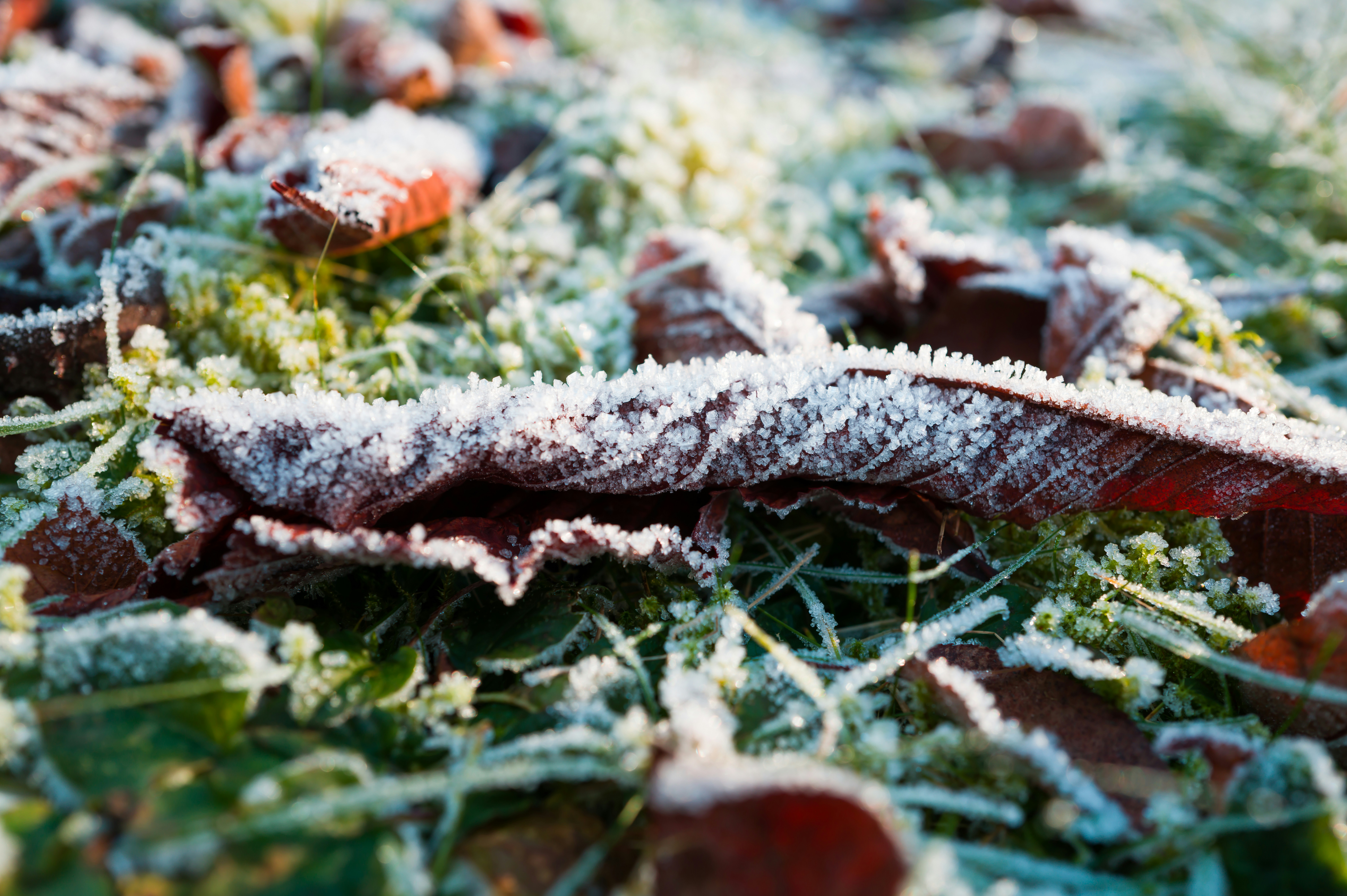Frost Frieze: Delicate Ice Crystals Graze a Leaf’s Edge