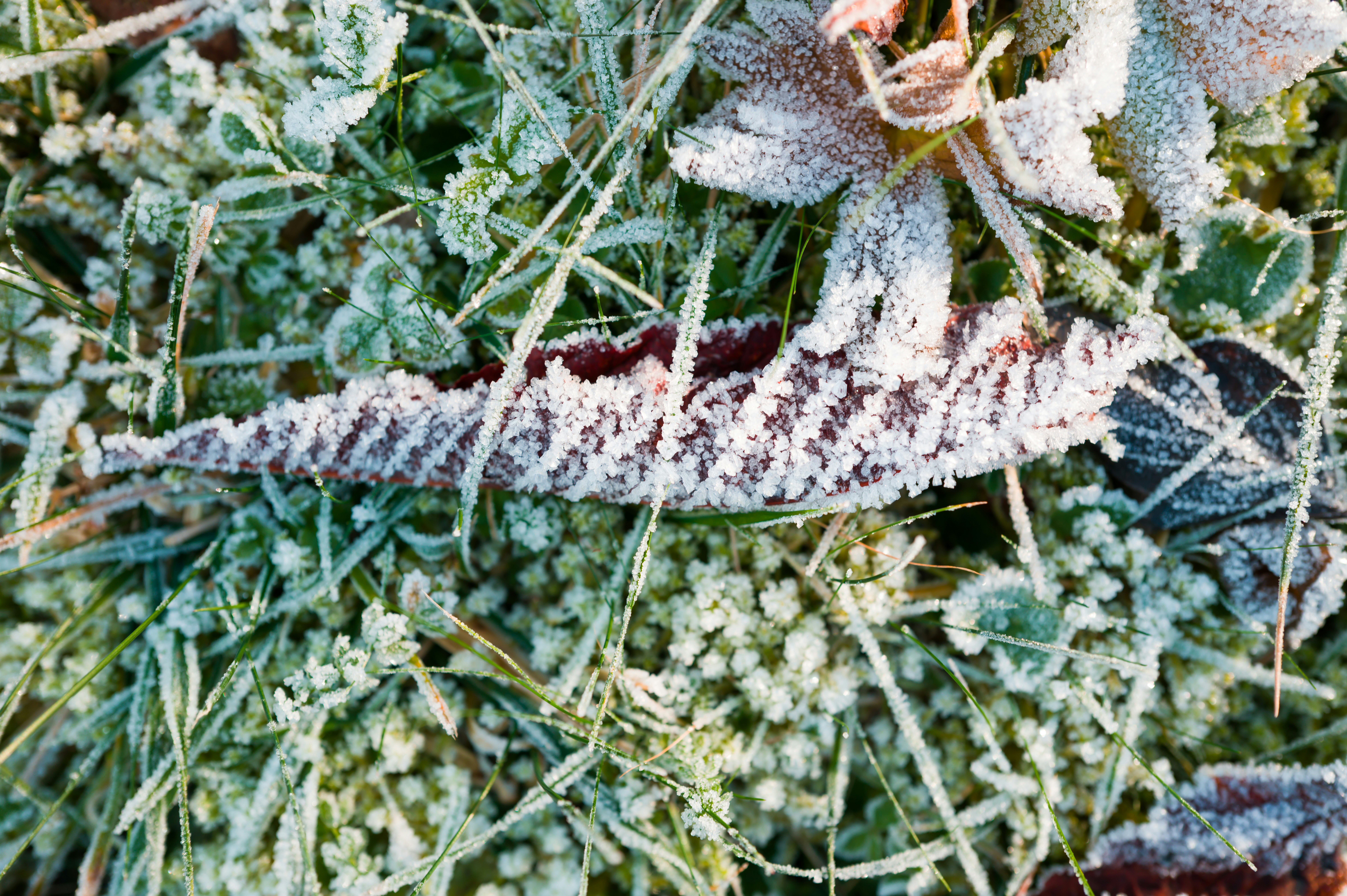 Frosted Grass Grains: Close-Up of Dew-Covered Foliage
