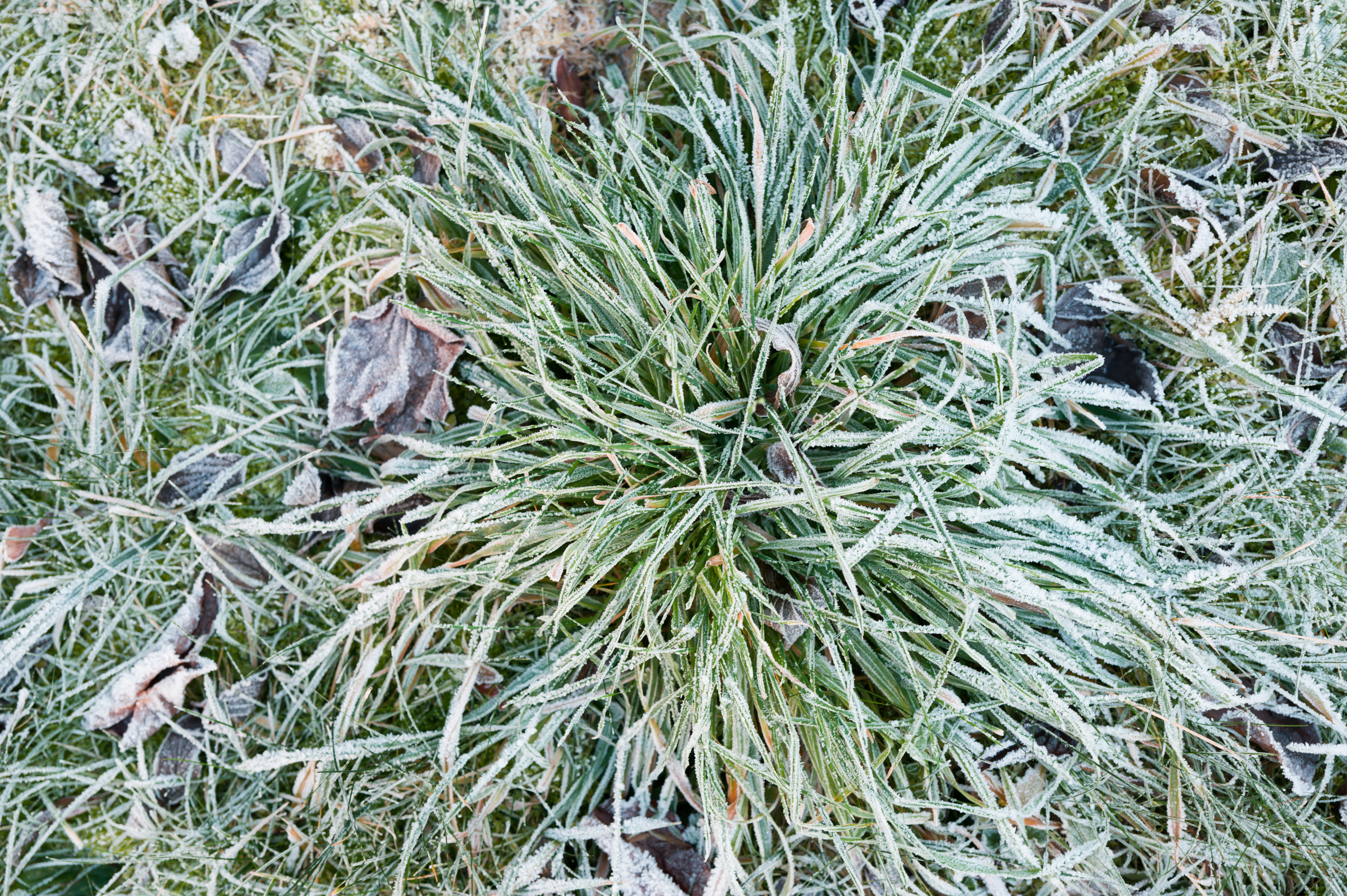 Frost Crown: Close-Up of Ice-Kissed Grass Tufts