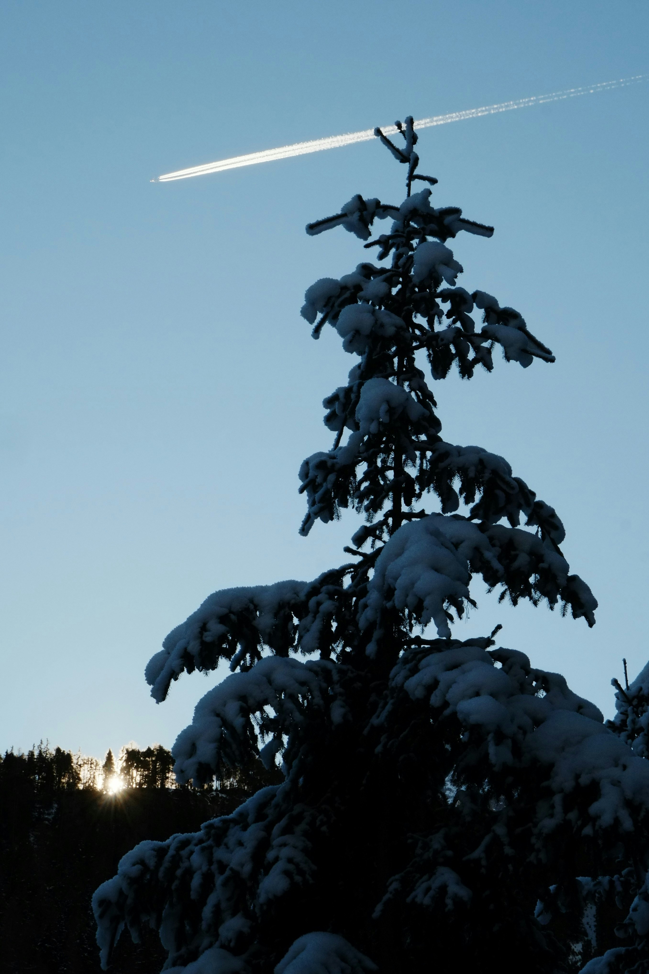 Snow-Crowned Tree Under a Jet-Rowed Sky