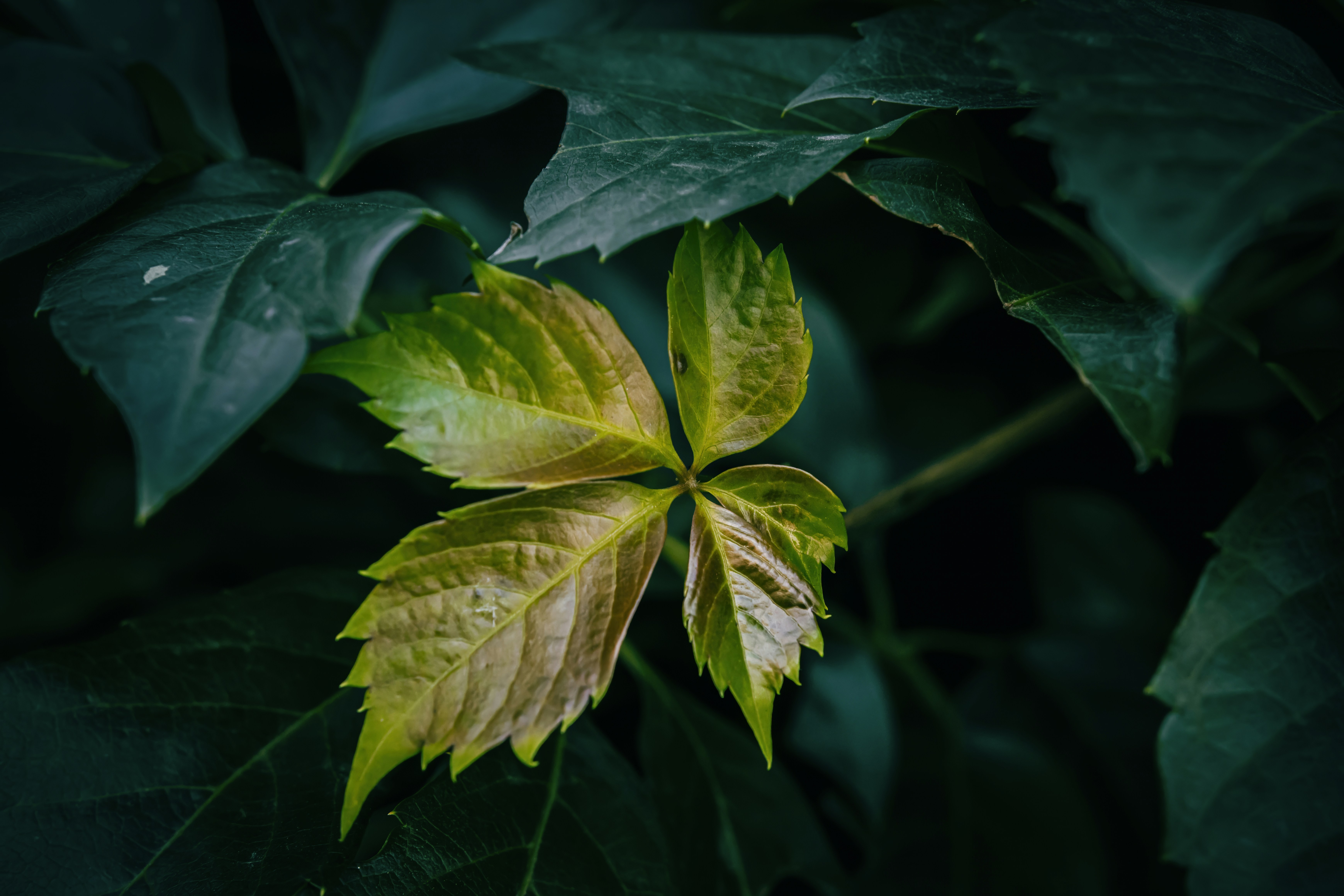 A close up of a leaf on a plant photo – Free Background Image on Unsplash