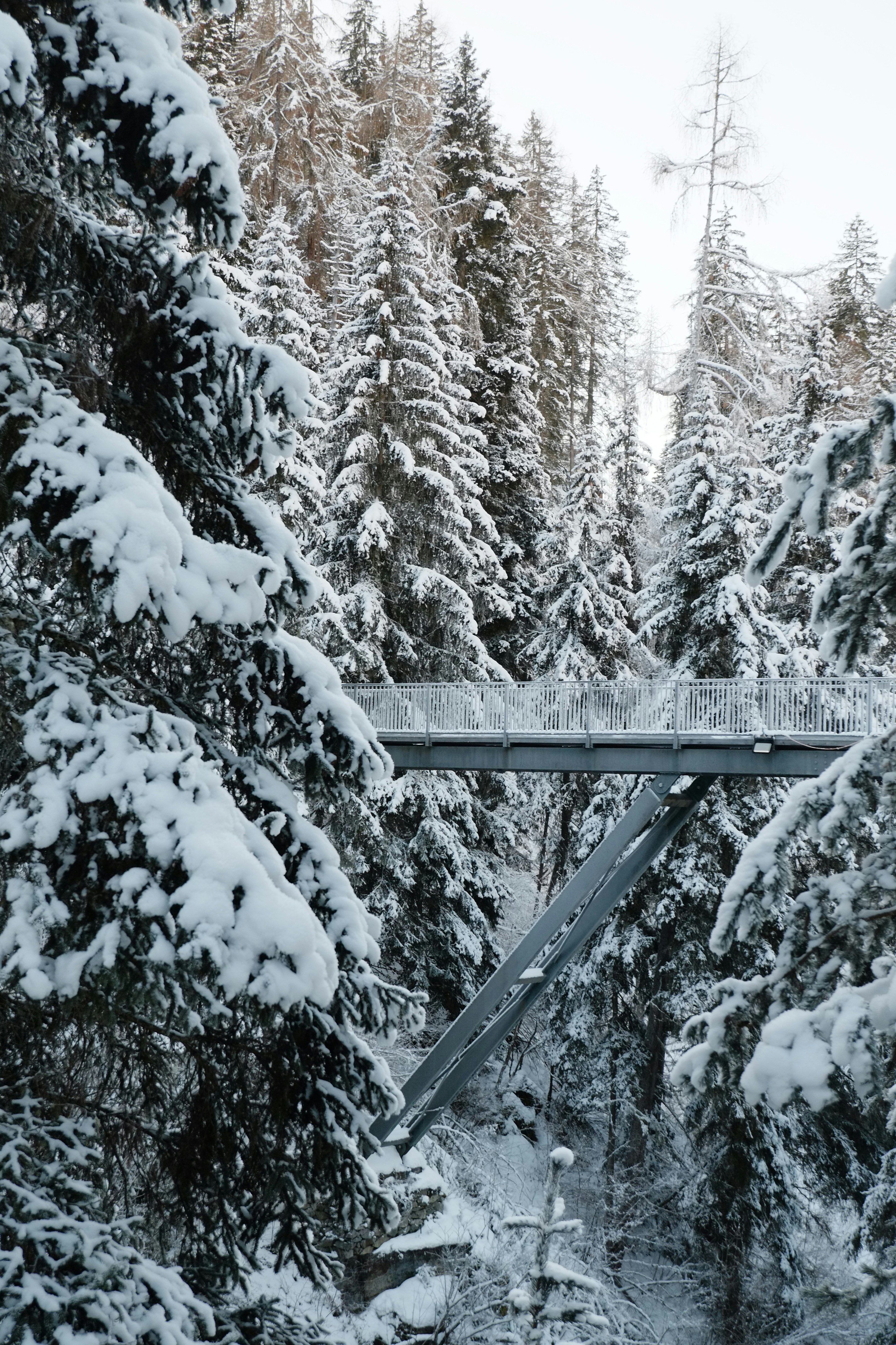 A snow covered forest filled with lots of trees photo – Free Forest ...