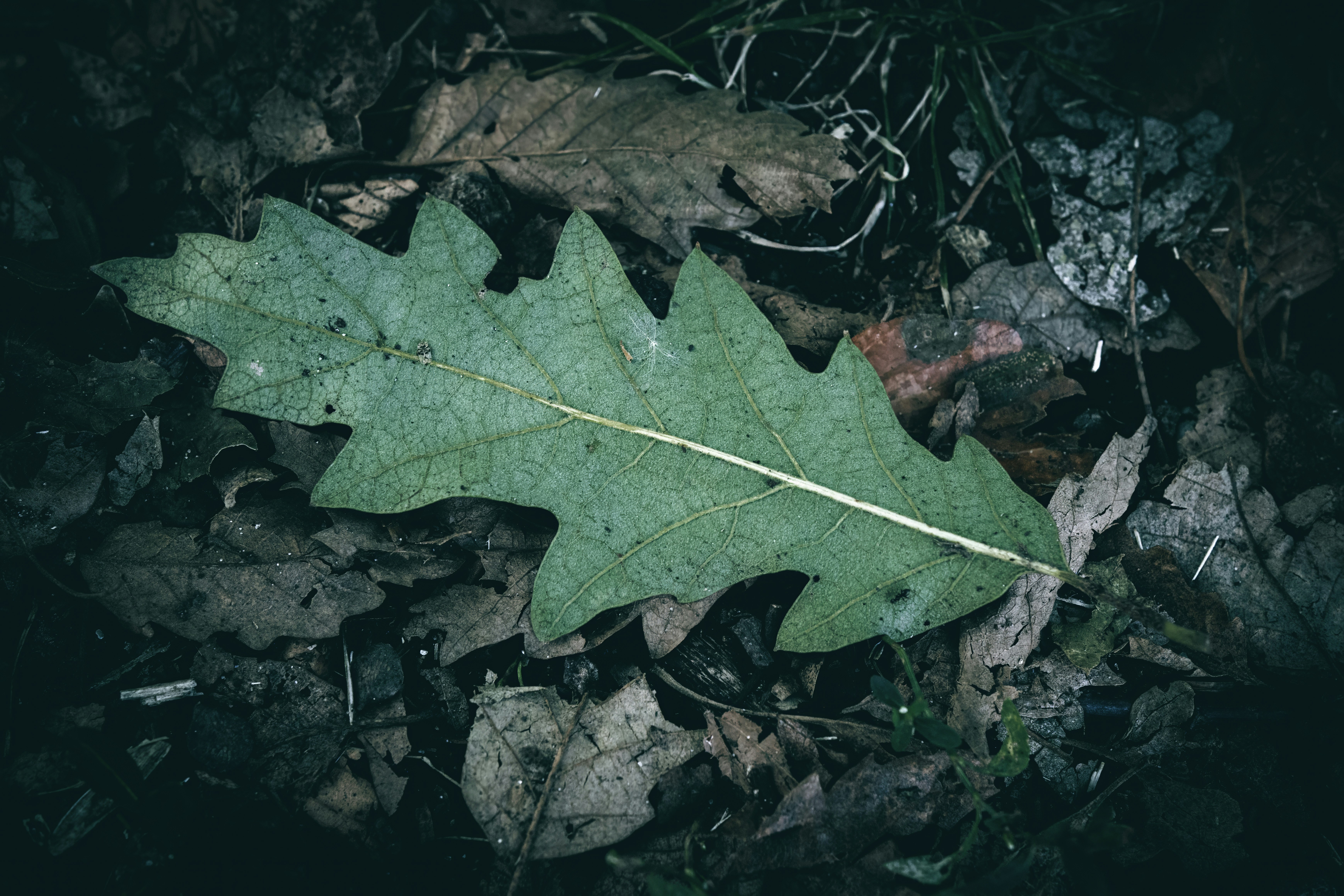 Lone Emerald Oak-Leaf Spanning a Shadowed Forest Floor