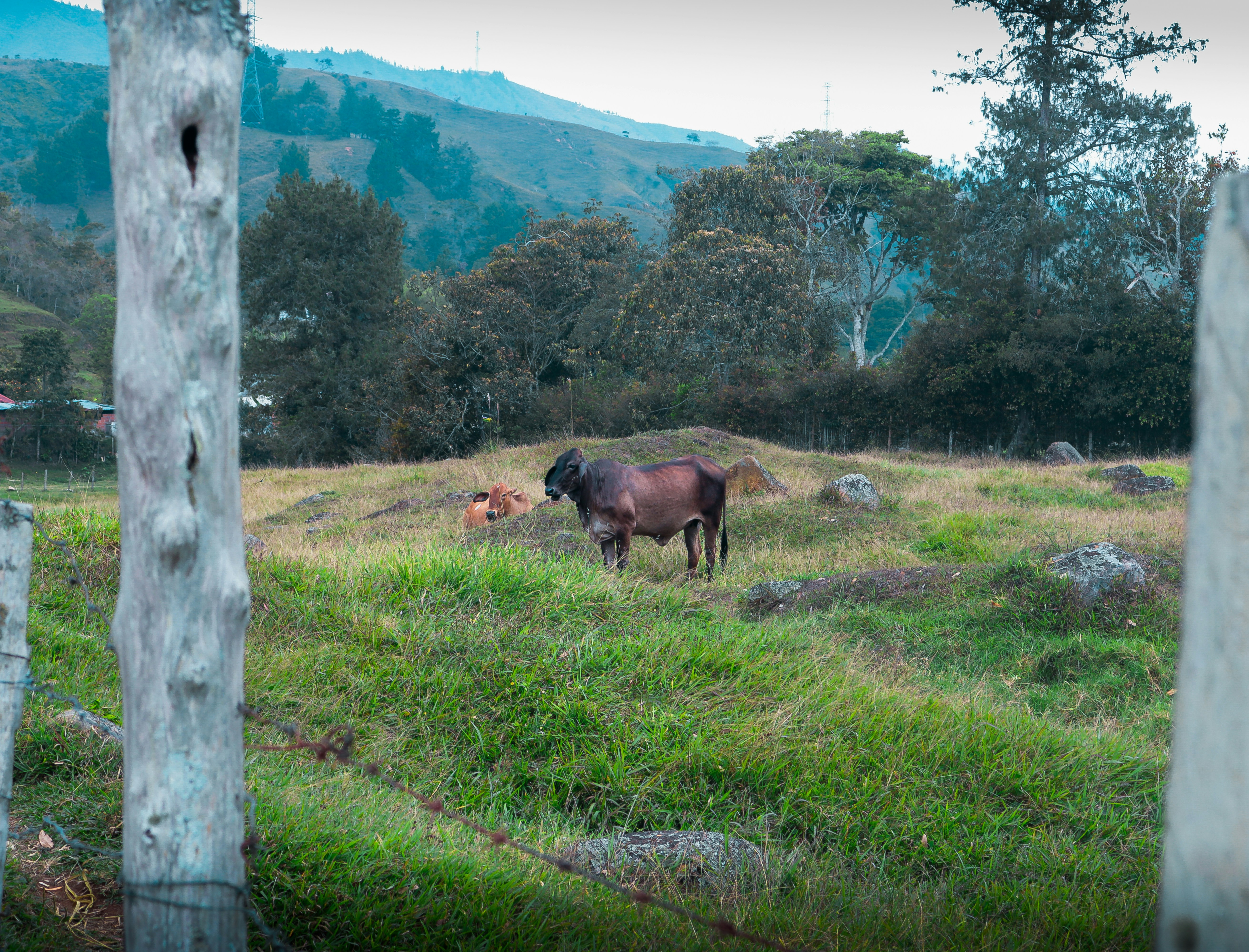 Pasture Watch: A Brown Horse in a Quiet Field Framed by Weathered Posts