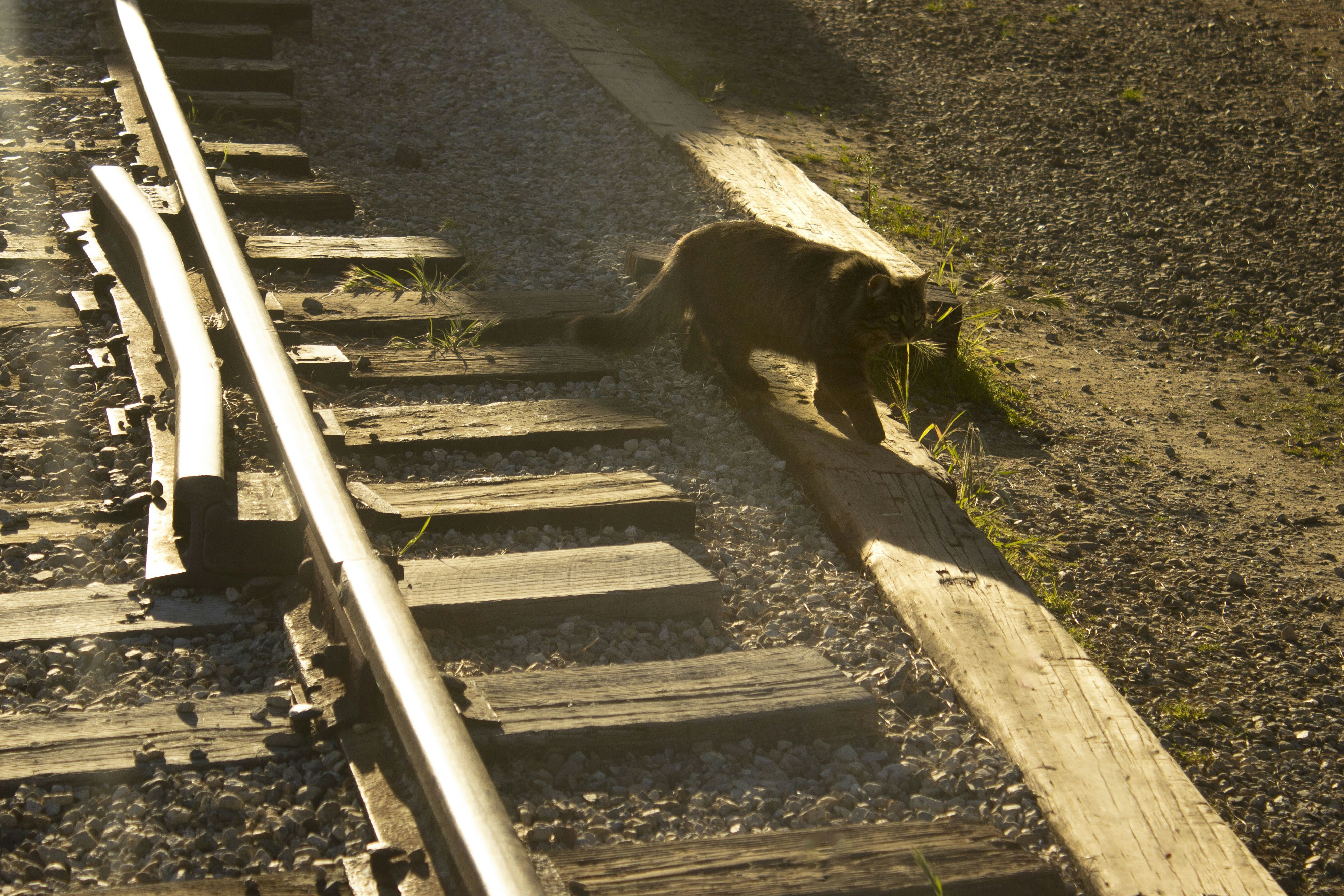 A train track with a dog laying on it photo – Free Cat Image on Unsplash