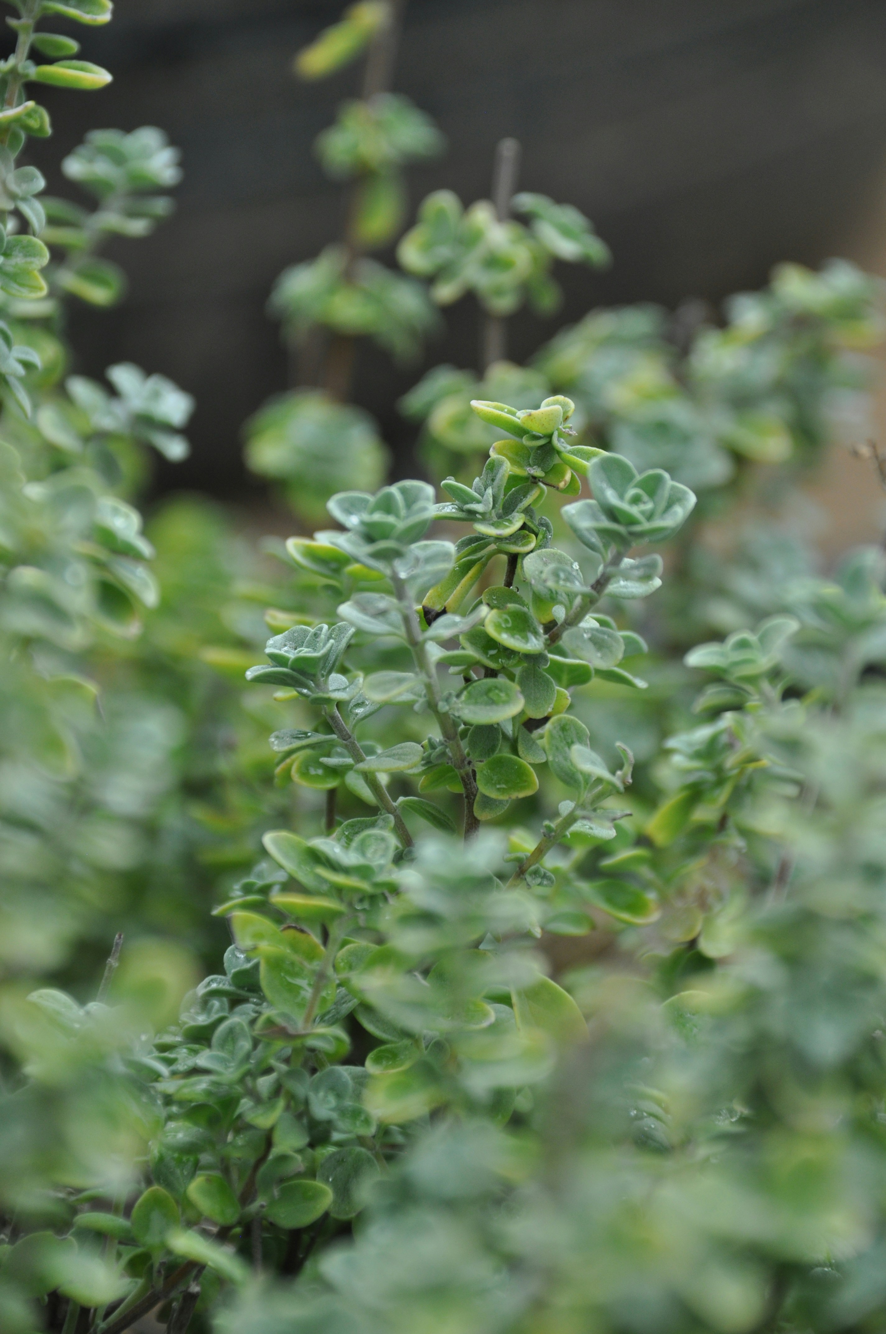 Photo by Othman Fsili with Nikon D5000